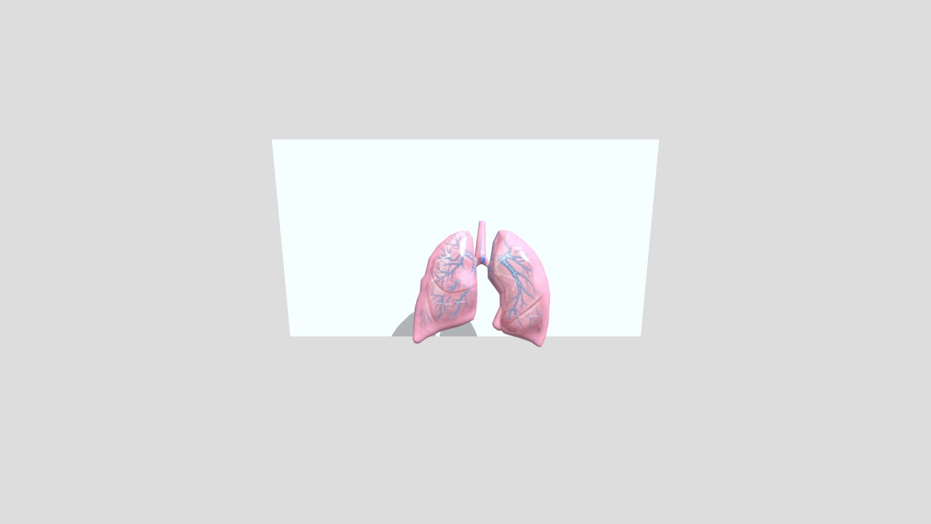 Paru-paru - 3D model by Ameliyya.Liya [1af14bc] - Sketchfab