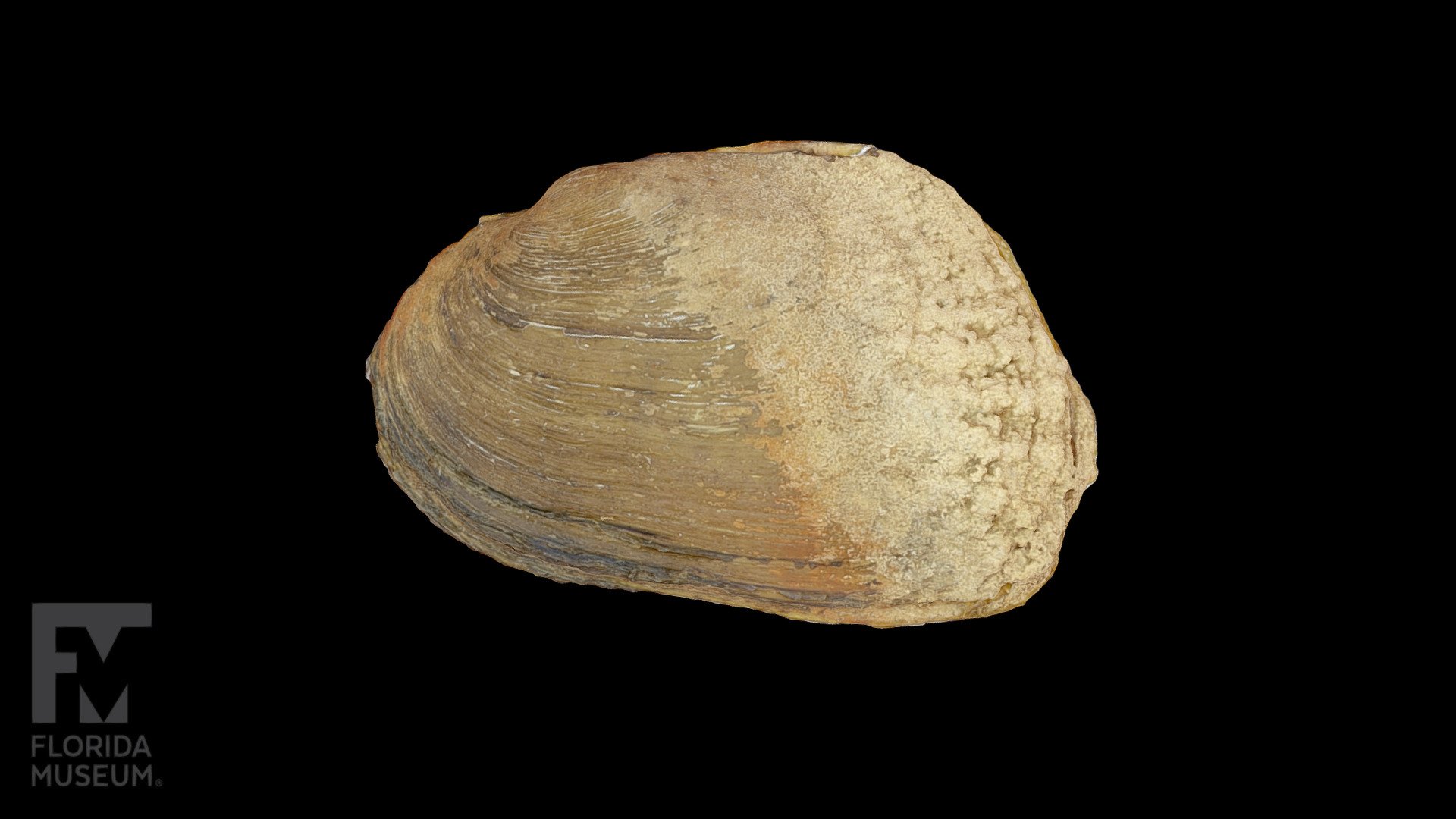 Pseudodon crebristriatus - Freshwater Mussel - 3D model by ...