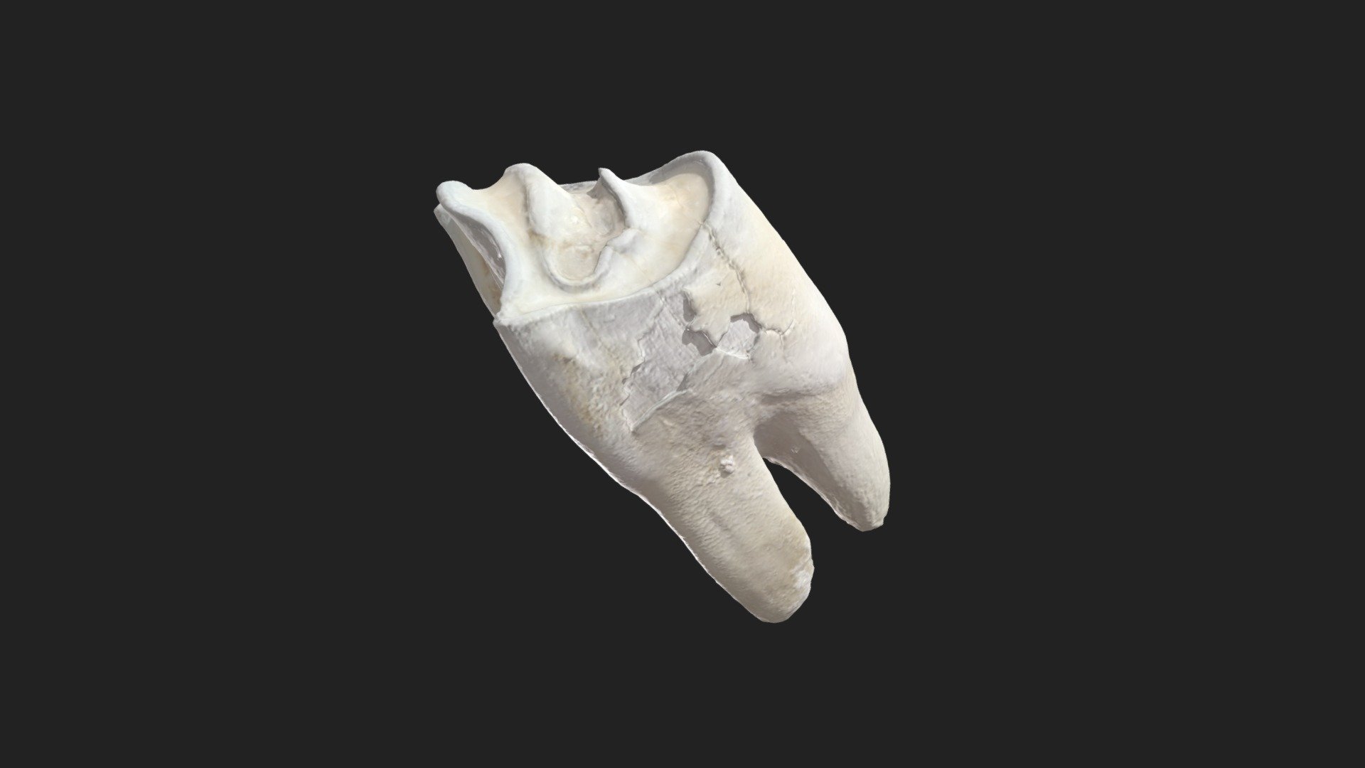 4th premolar tooth bovine upper jaw (right side) - 3D model by ...
