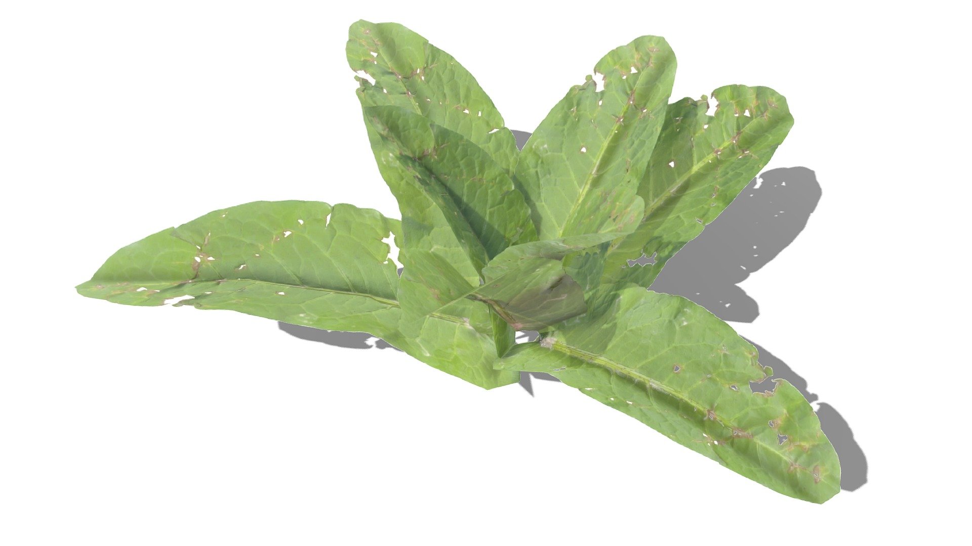 Doc Leaf - Buy Royalty Free 3D model by Studio Lab (@studiolab.dev ...