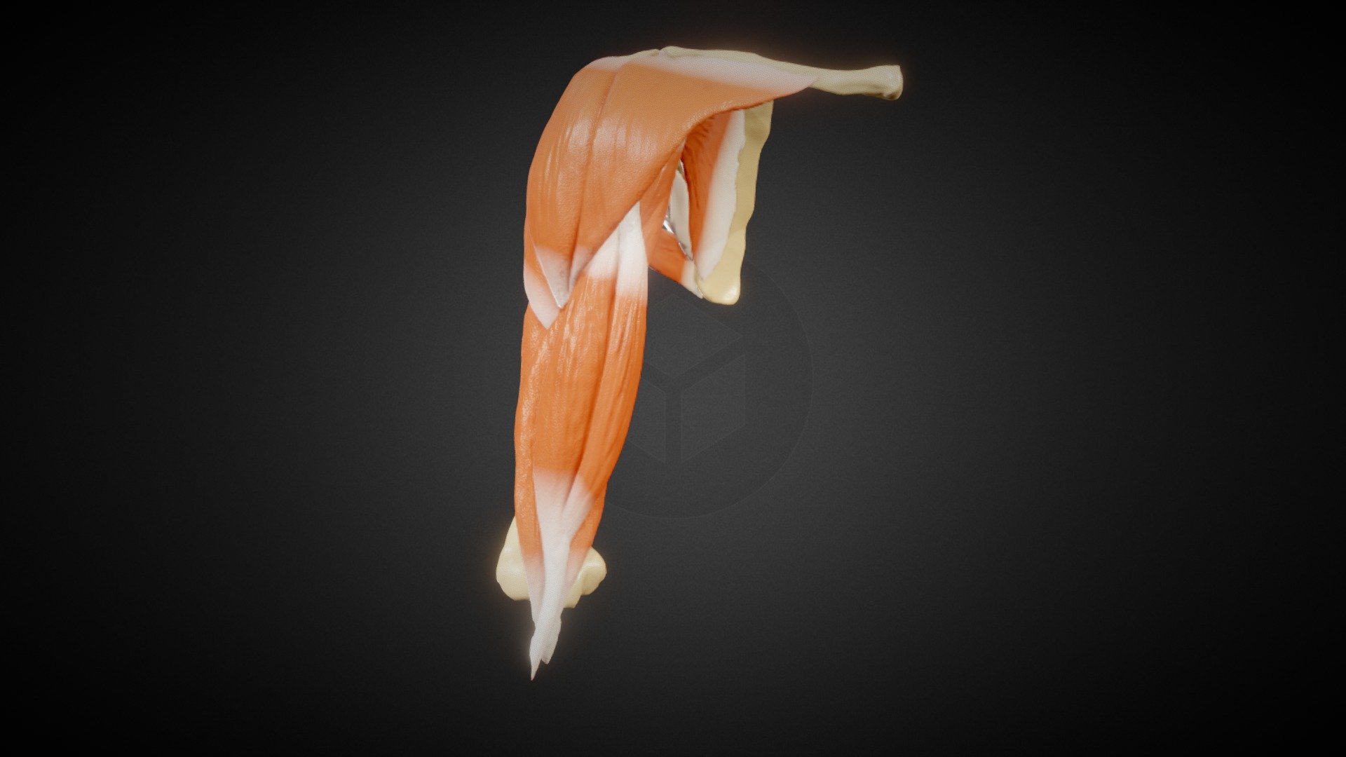 upper limb muscles - 3D model by Alekskonn (@alexalexcool) [1afe0d7 ...