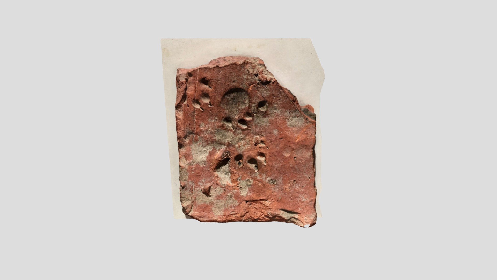 Roman roof tile with paw prints - 3D model by Fishbourne Roman Palace ...