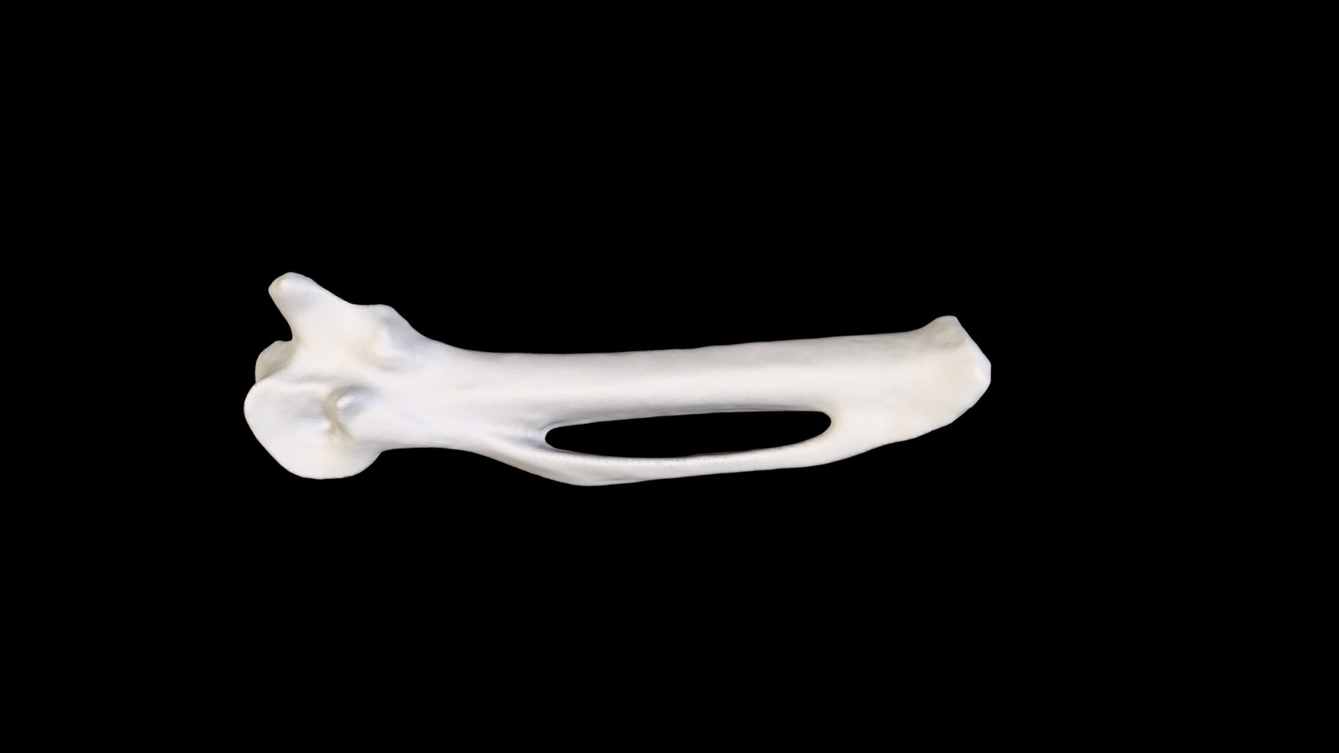 Weka (Gallirallus australis) carpometacarpus - 3D model by Auckland ...