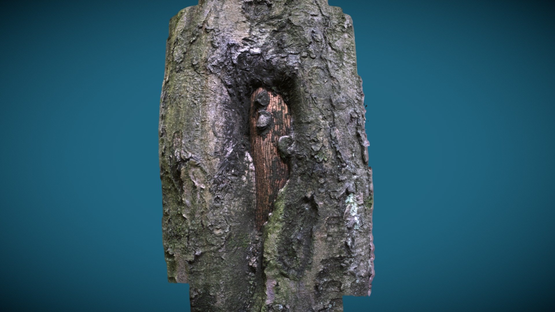Kralingse Tree Knot - 3D model by gspeed0689 [1b0679d] - Sketchfab