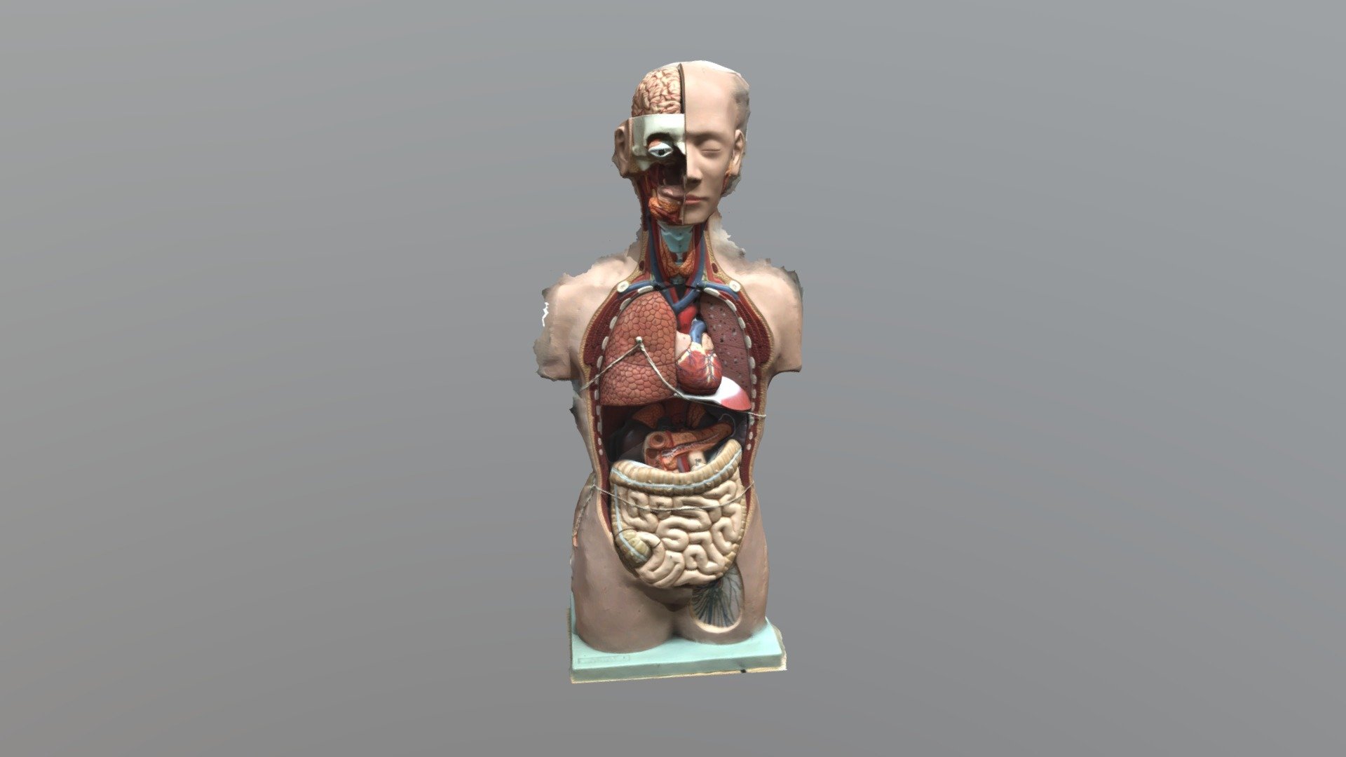 appareil digestif - 3D model by yoann.leducq [1b09823] - Sketchfab