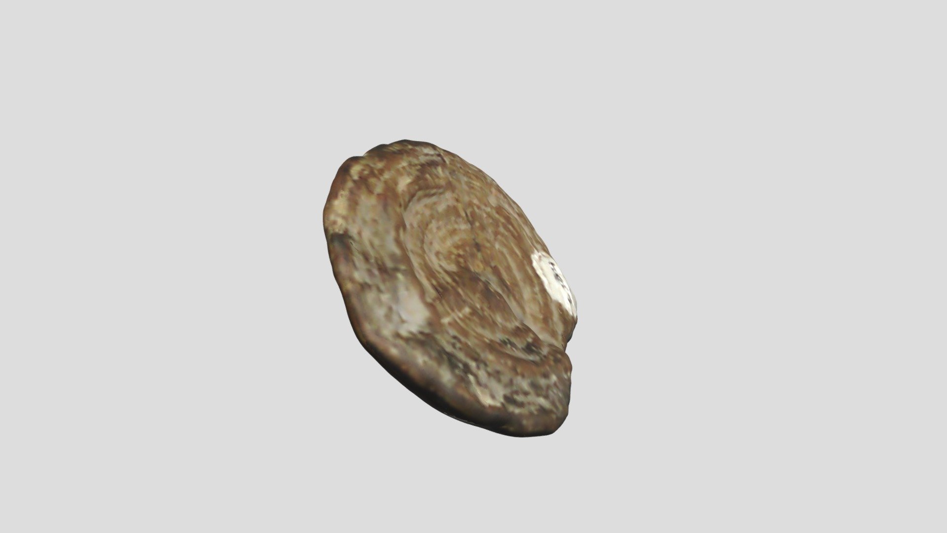 Cyclolites cllipticus - 3D model by rin209 [1b0b735] - Sketchfab