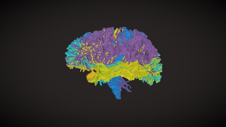 White_matter 3D models - Sketchfab