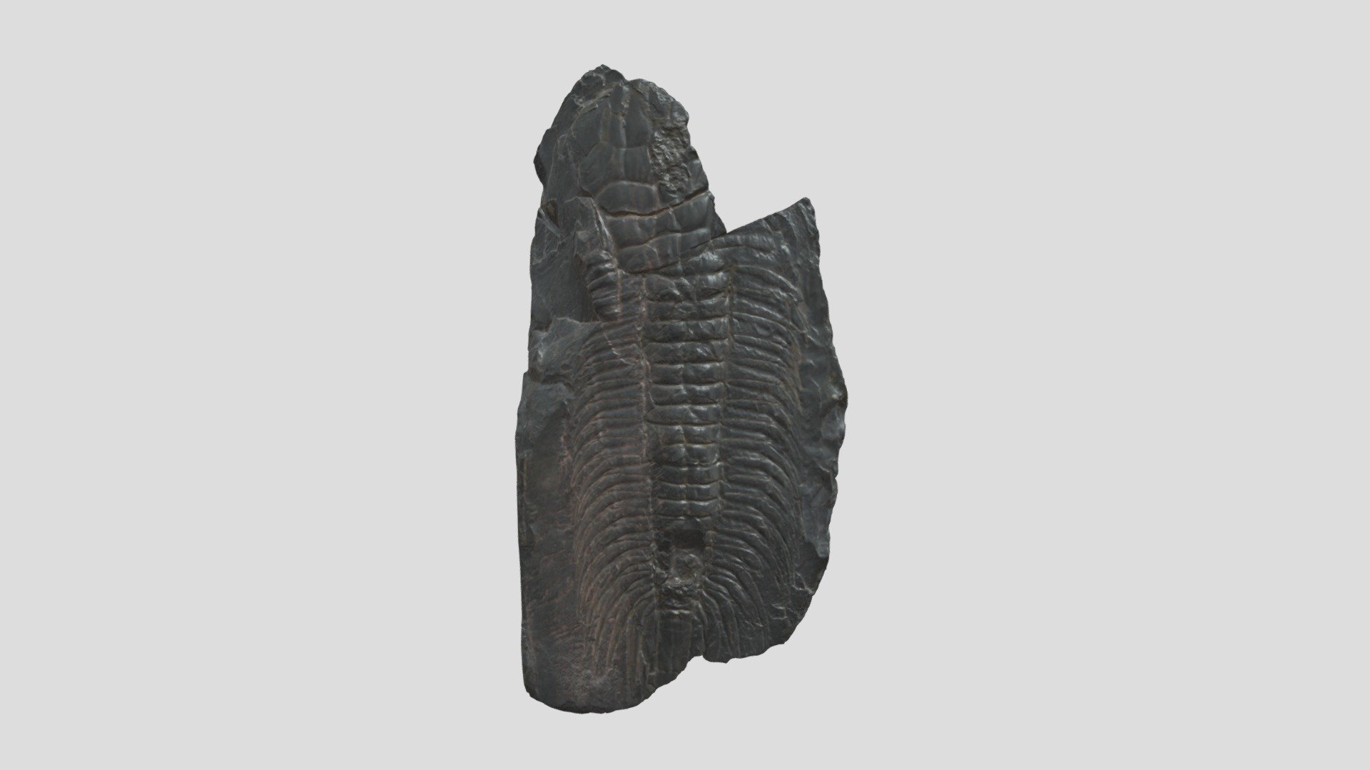 [1405] GSM 7817 Paradoxides davidis 950K Obj - 3D model by 3d Fossils ...
