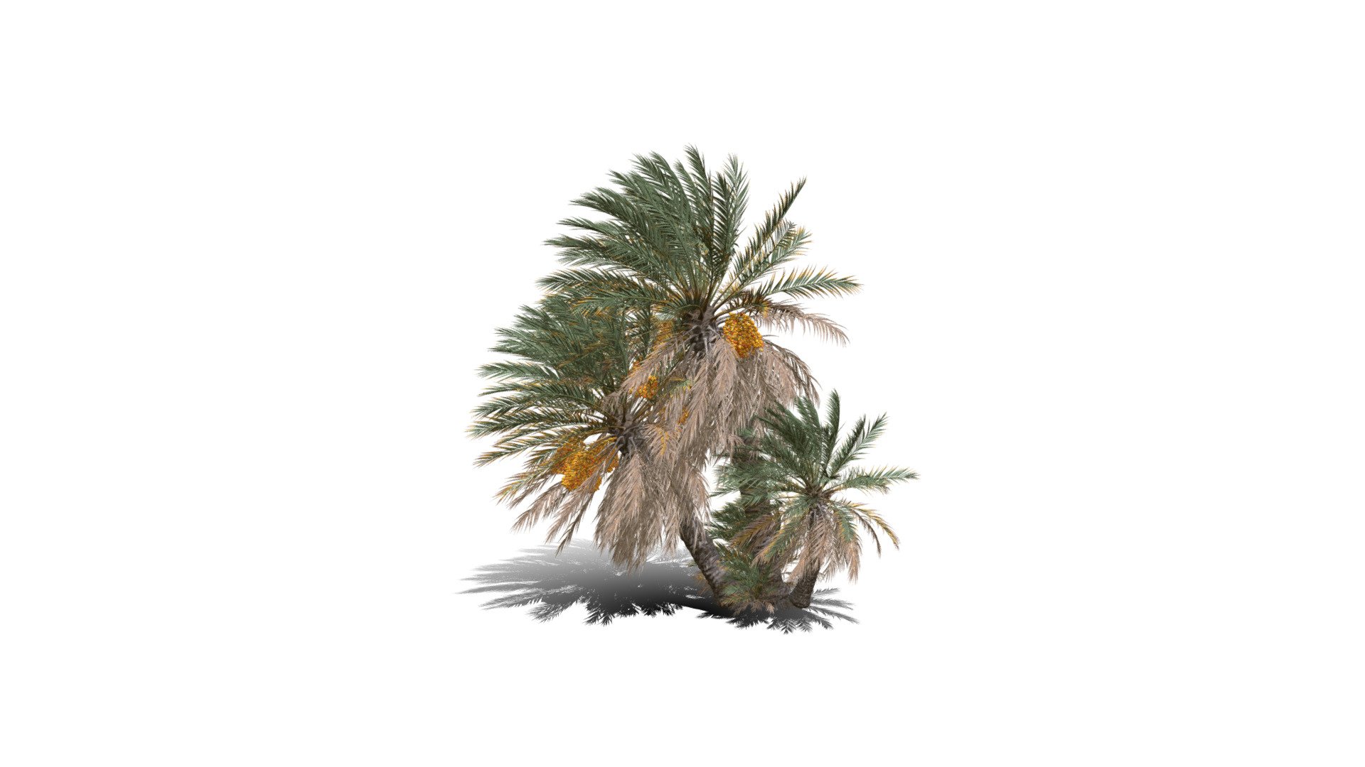 Realistic HD Date palm (43/78) - Download Free 3D model by PlantCatalog ...