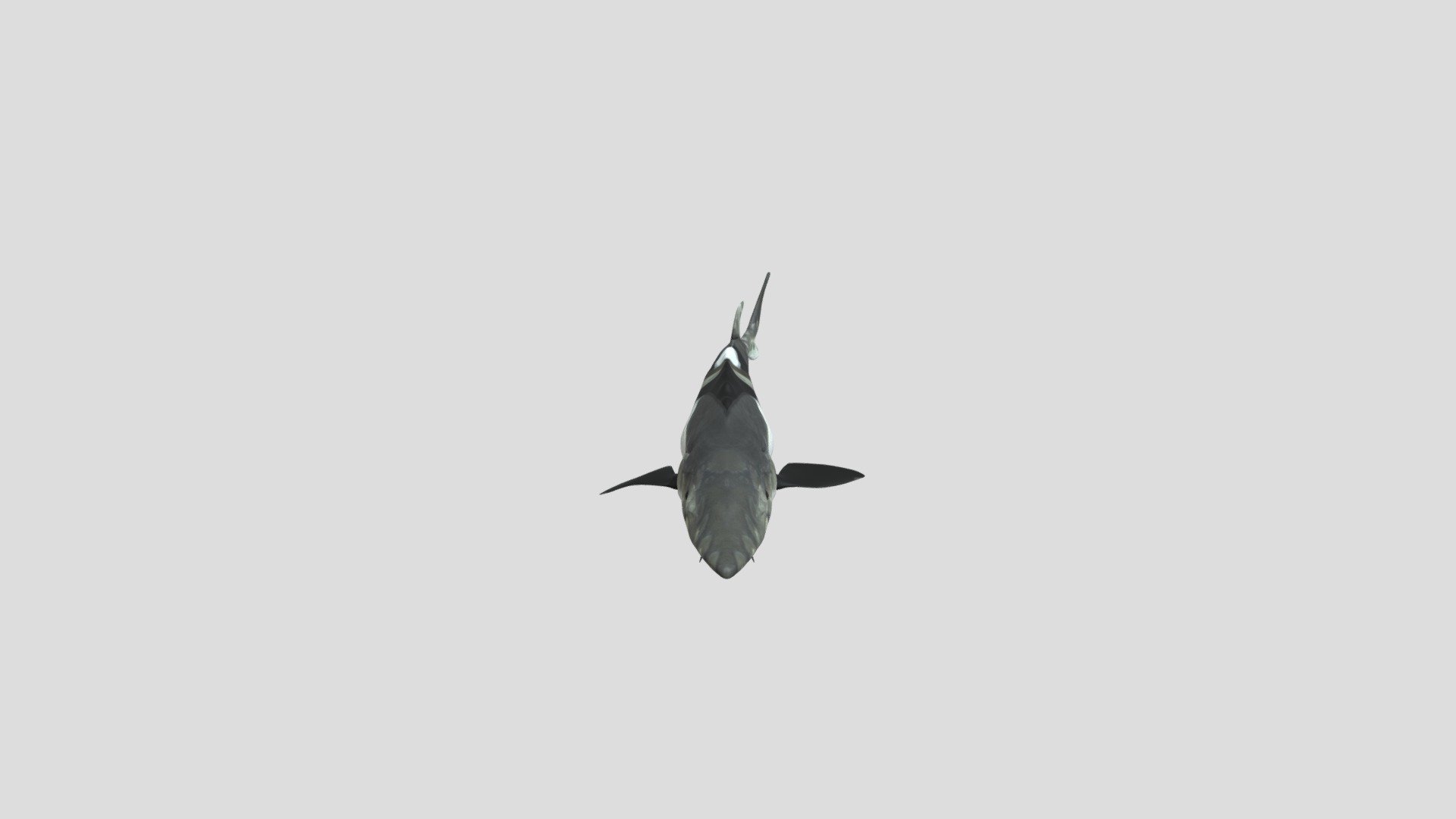 atlantic-sturgeon - 3D model by docsavage2022 [1b16b42] - Sketchfab