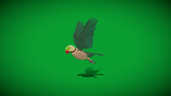 Parrot 3D models - Sketchfab