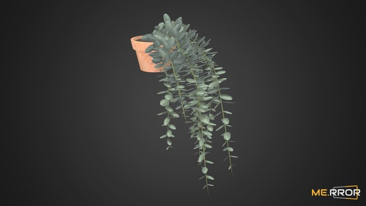 Eucalyptus-plant 3D models - Sketchfab