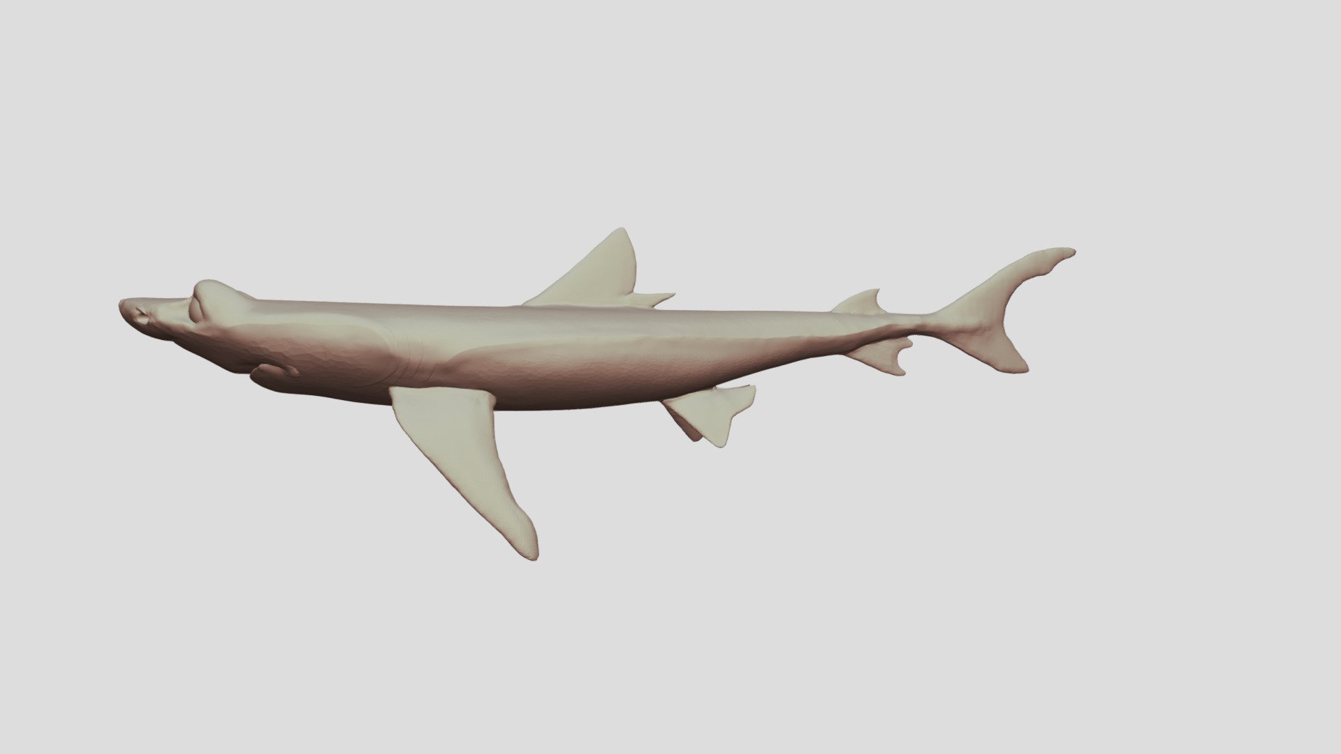 Shark_Exercise - 3D model by Benedikt Peter (@benedikt-peter) [1b2de9a ...