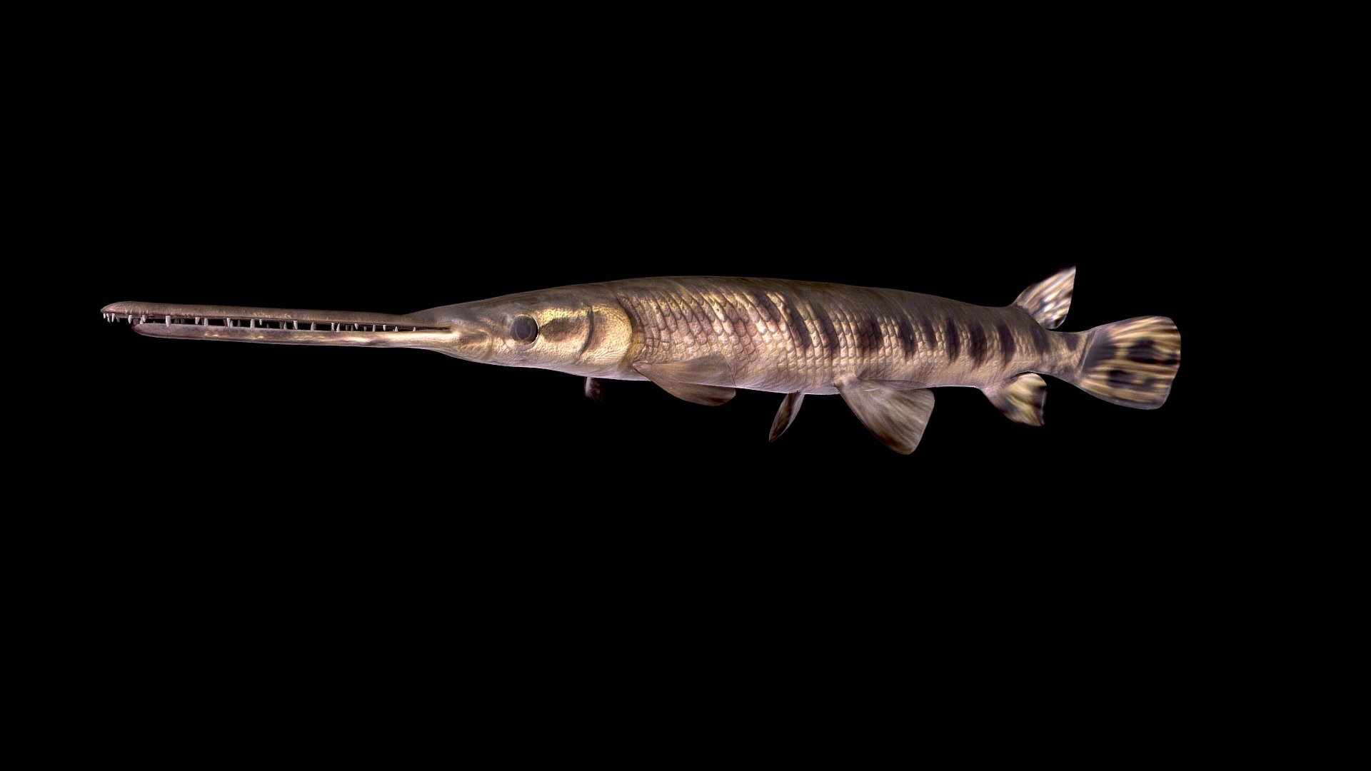 Model 65A - Longnose Gar - Download Free 3D model by DigitalLife3D ...
