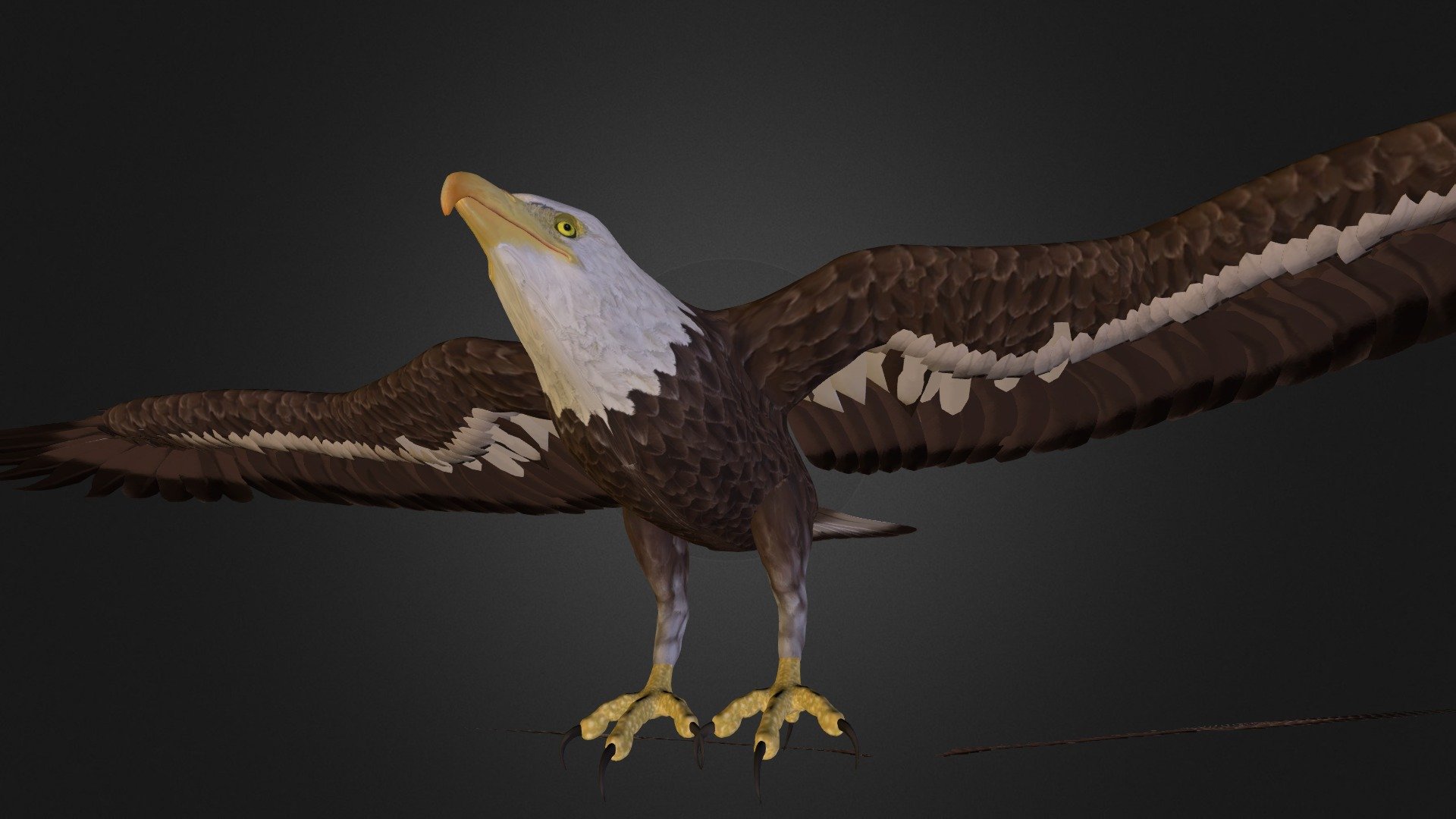Eagle - 3D model by stockcg [1b32c1a] - Sketchfab