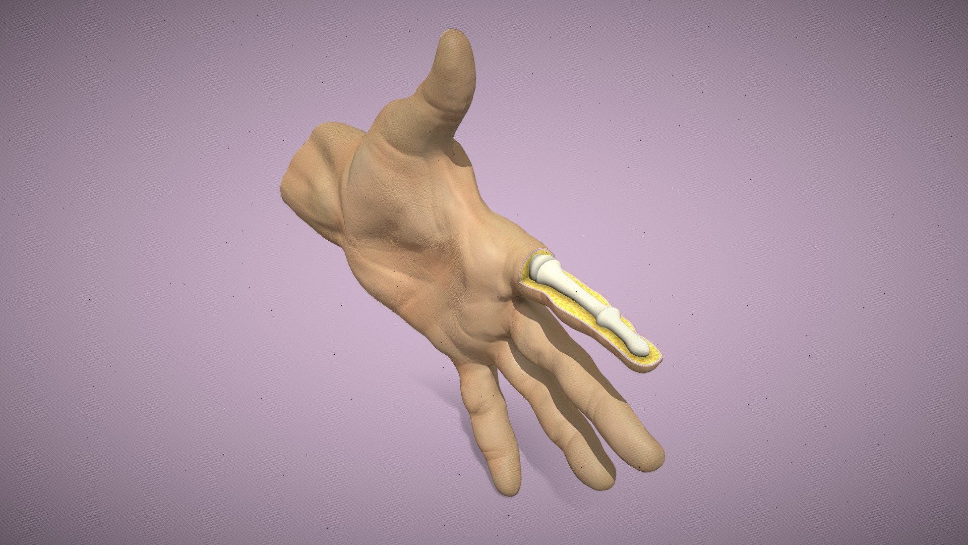 Human cross-section finger structure - Download Free 3D model by ...