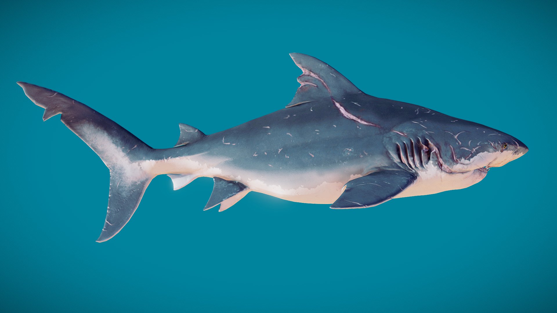 Shark Animated - Buy Royalty Free 3D model by Fujitora (@dubaakoor22 ...