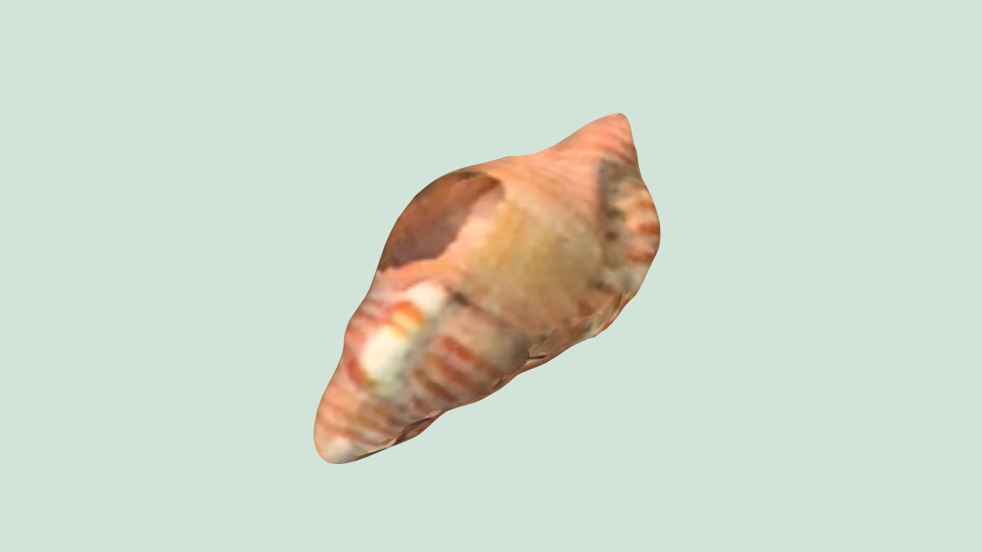 豔紅美法螺Cymatium rubeculum - 3D model by CraftsinPengHu (@luperlatw) [1b44d37] - Sketchfab