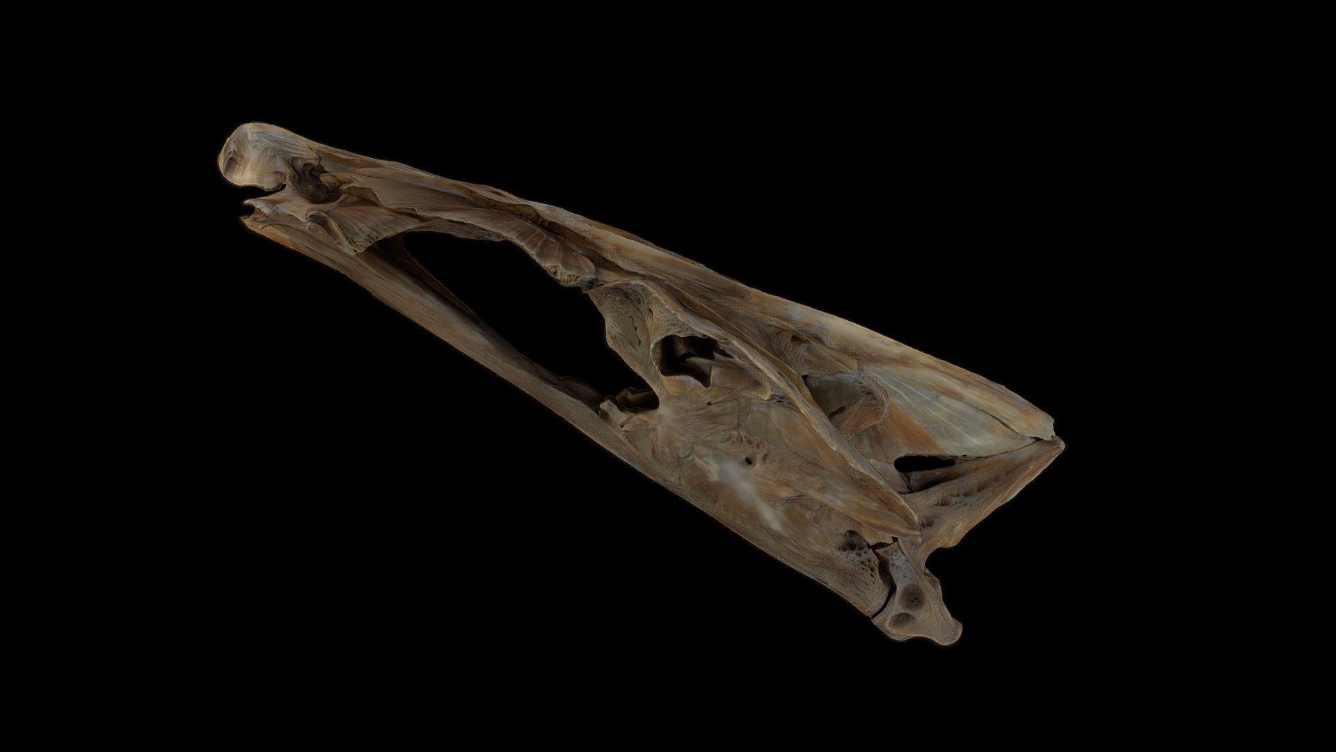 Gadus morhua cranium - 3D model by K.Pedersen [1b53007] - Sketchfab