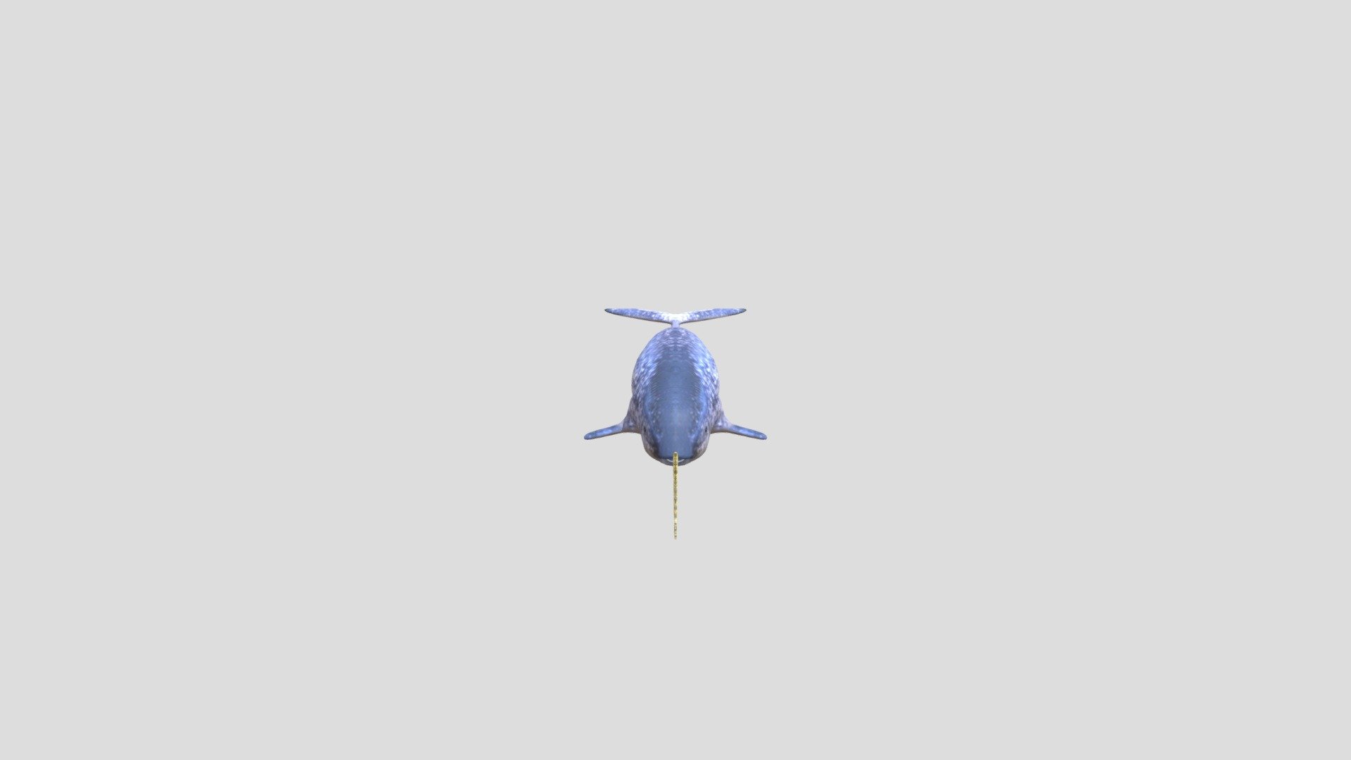 Narwhal - 3D model by Giang Model 3D (@giangdragon6996) [1b54b7f ...
