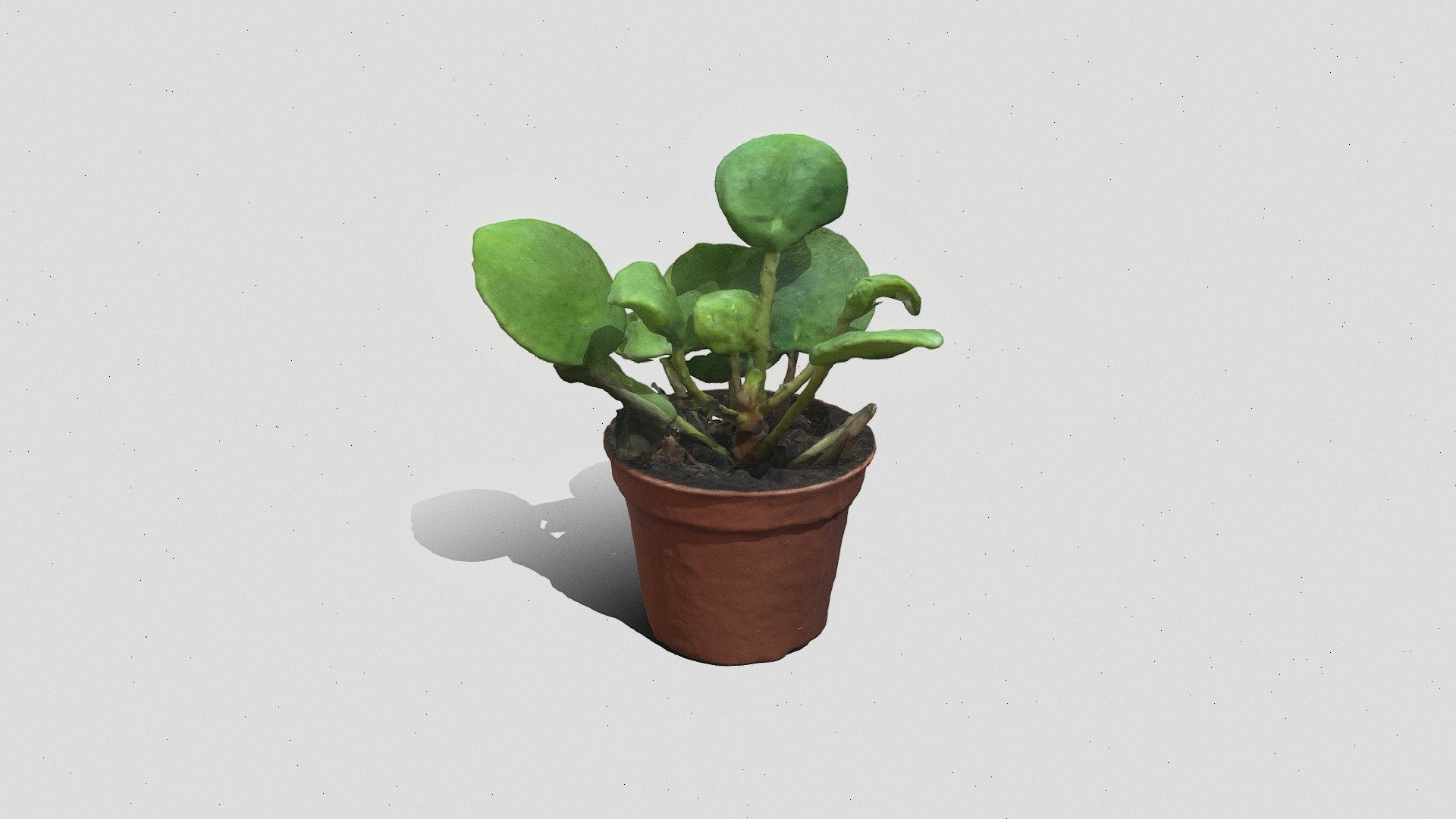 Pilea Peperomioides, Plant scanned using Luma Ai - Download Free 3D ...