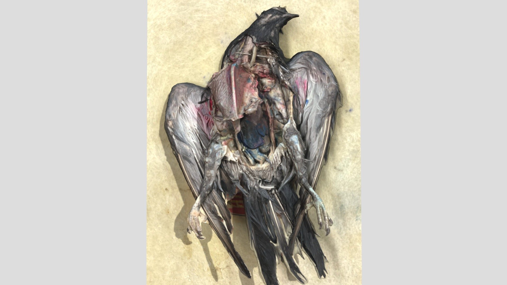 Pigeon dissection - 3D model by ashmheers [1b5a92b] - Sketchfab