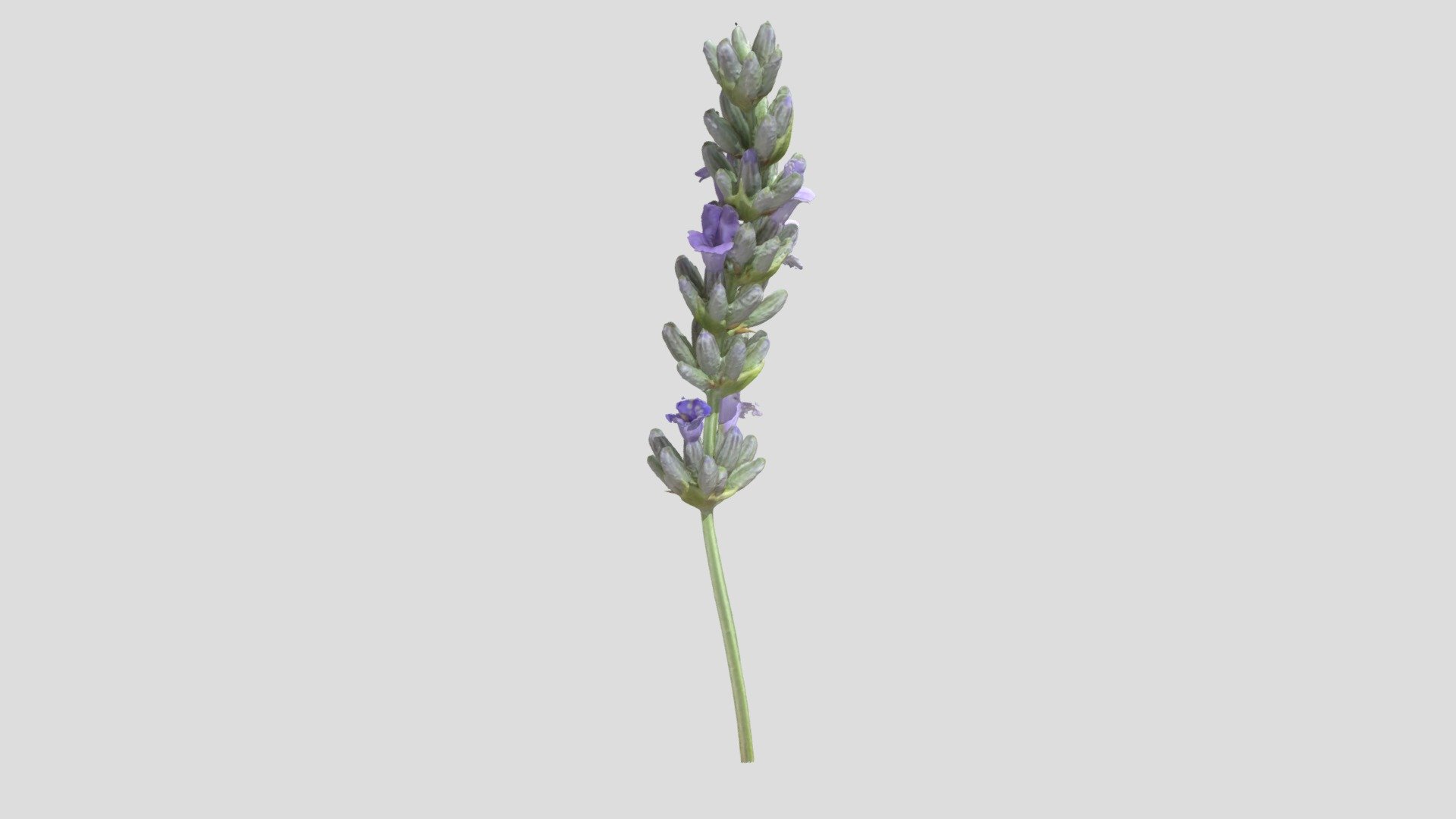 Lavender - Download Free 3D model by Amer Moco (@AmerMoco) [1b5b12d ...