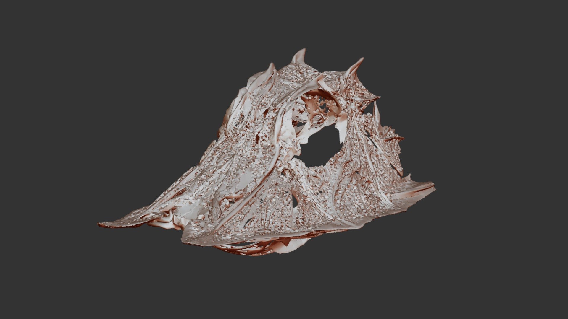 A1096 Scalicus amiscus - 3D model by willnerf [1b674e1] - Sketchfab