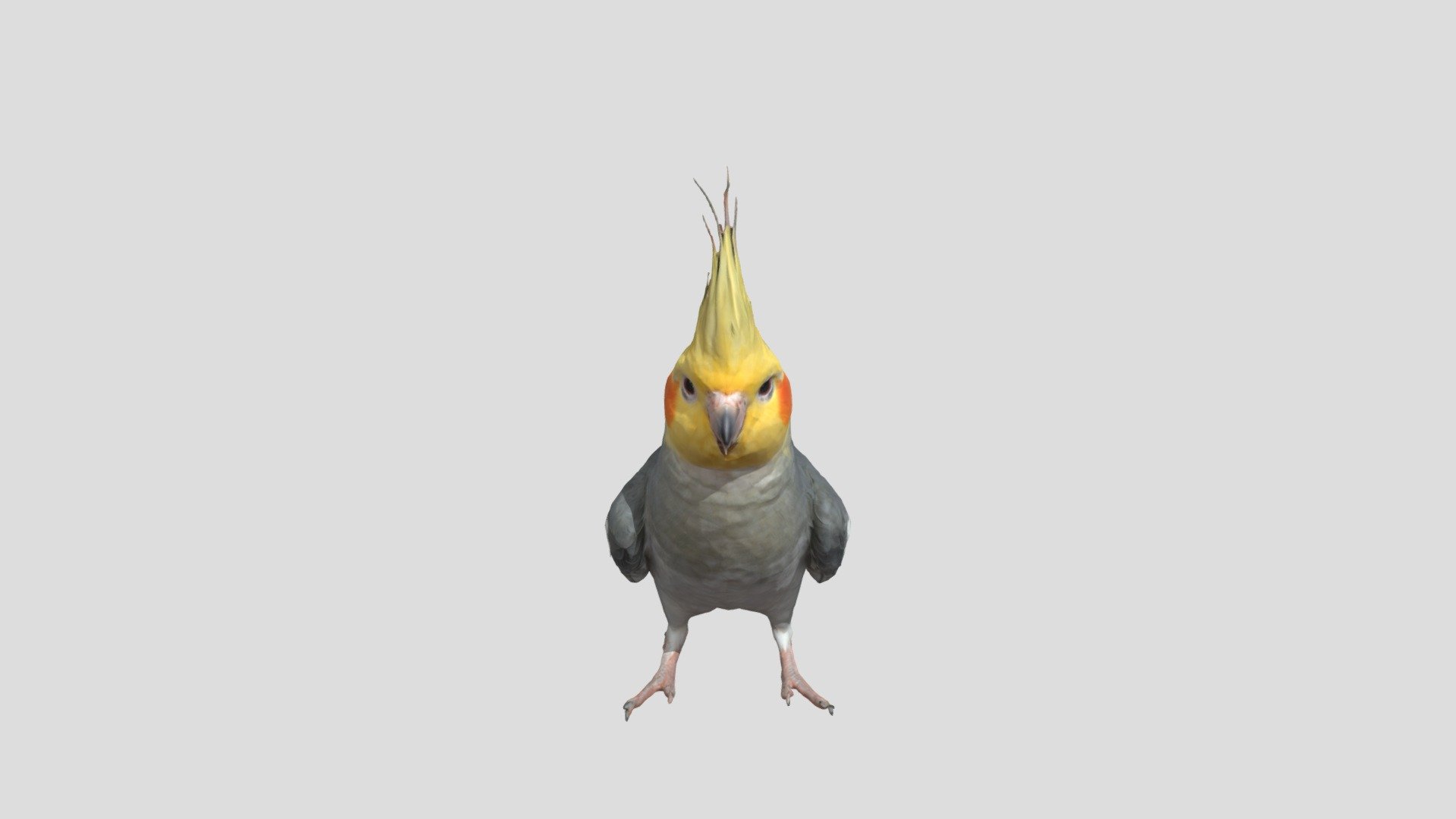 Wild Cockatiel - Download Free 3D model by GuipropnModels (@guiutuber ...