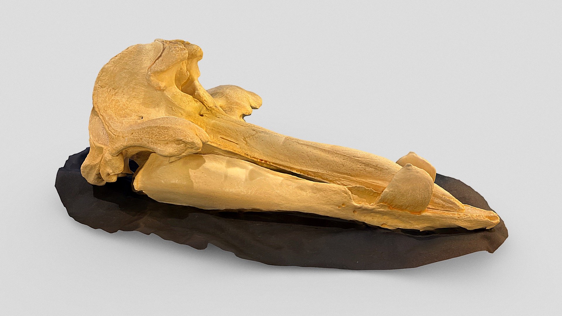 Hubbs' beaked whale skull - Download Free 3D model by Emm (@edemaistre ...