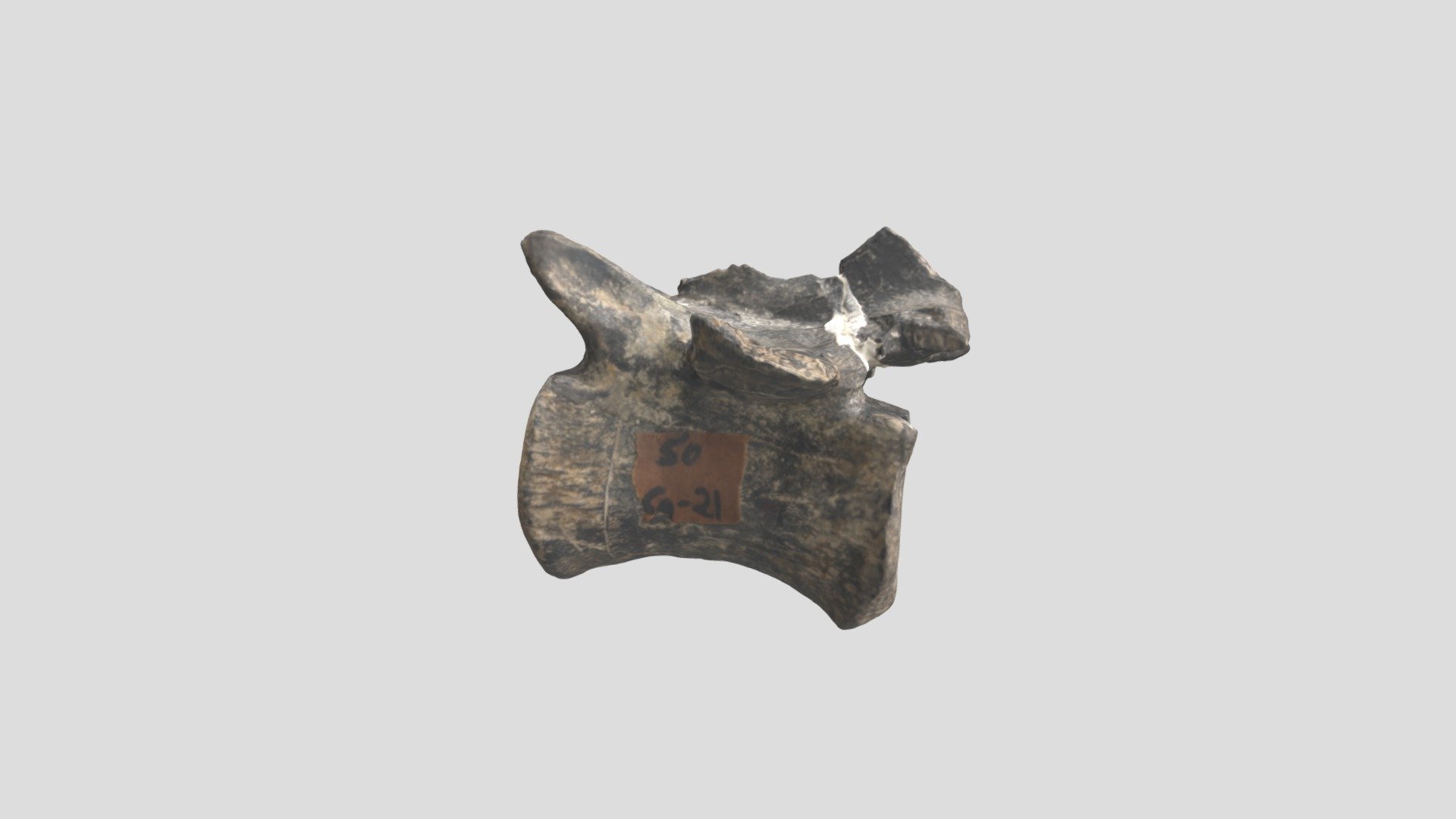 Allosaurus caudal vertebra (tail bone) - 3D model by Jangojips [1b6c504 ...