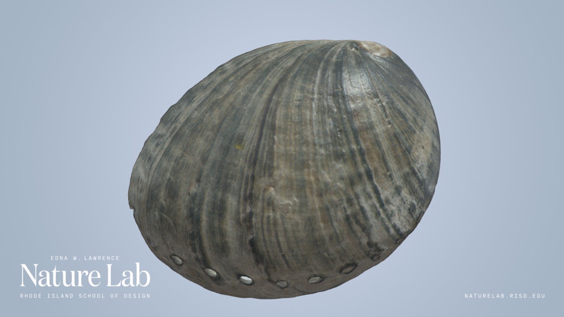Abalone Shell - Download Free 3D model by RISD Nature Lab ...