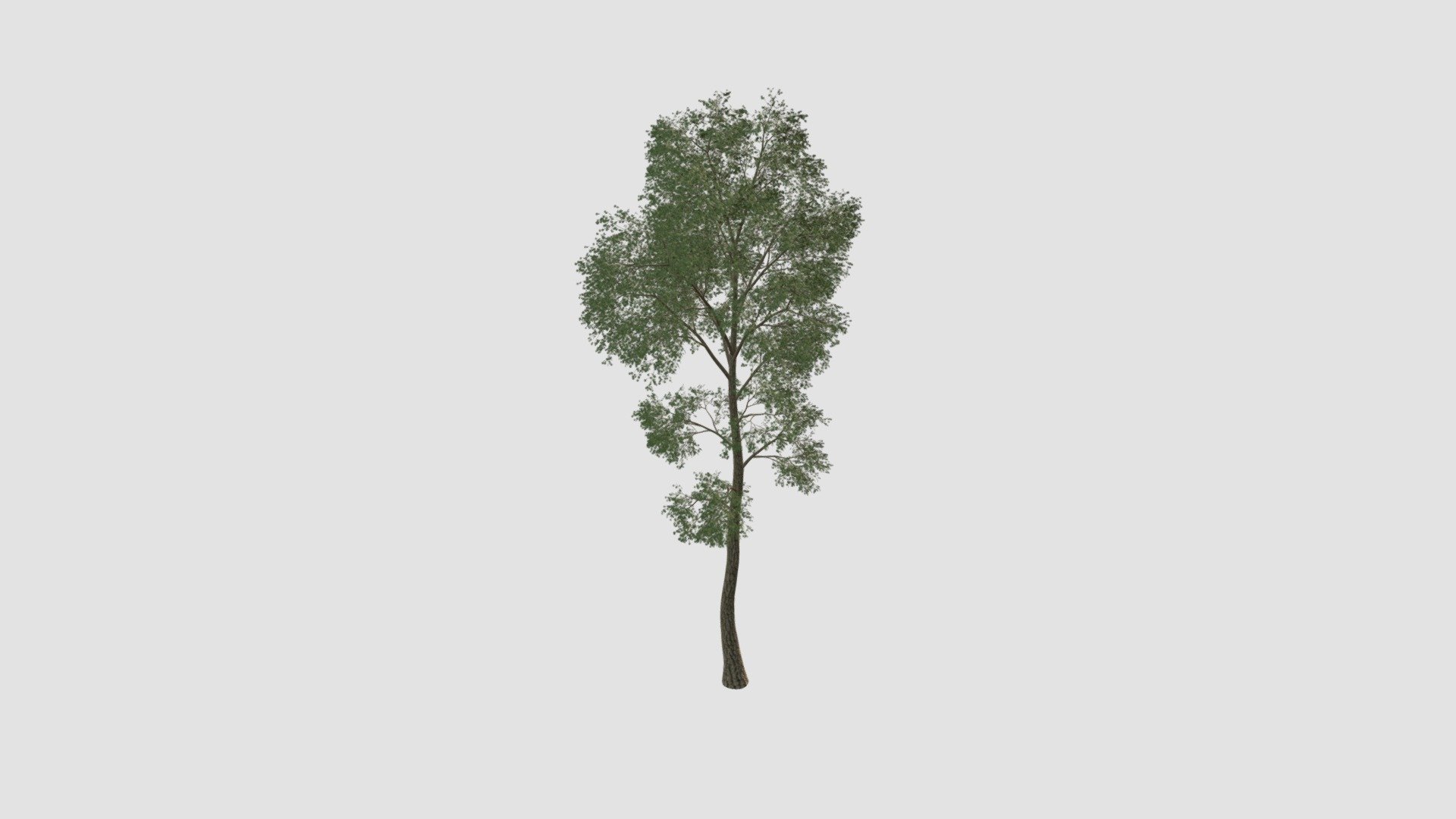 tree - Buy Royalty Free 3D model by Evermotion [1b72f1f] - Sketchfab Store