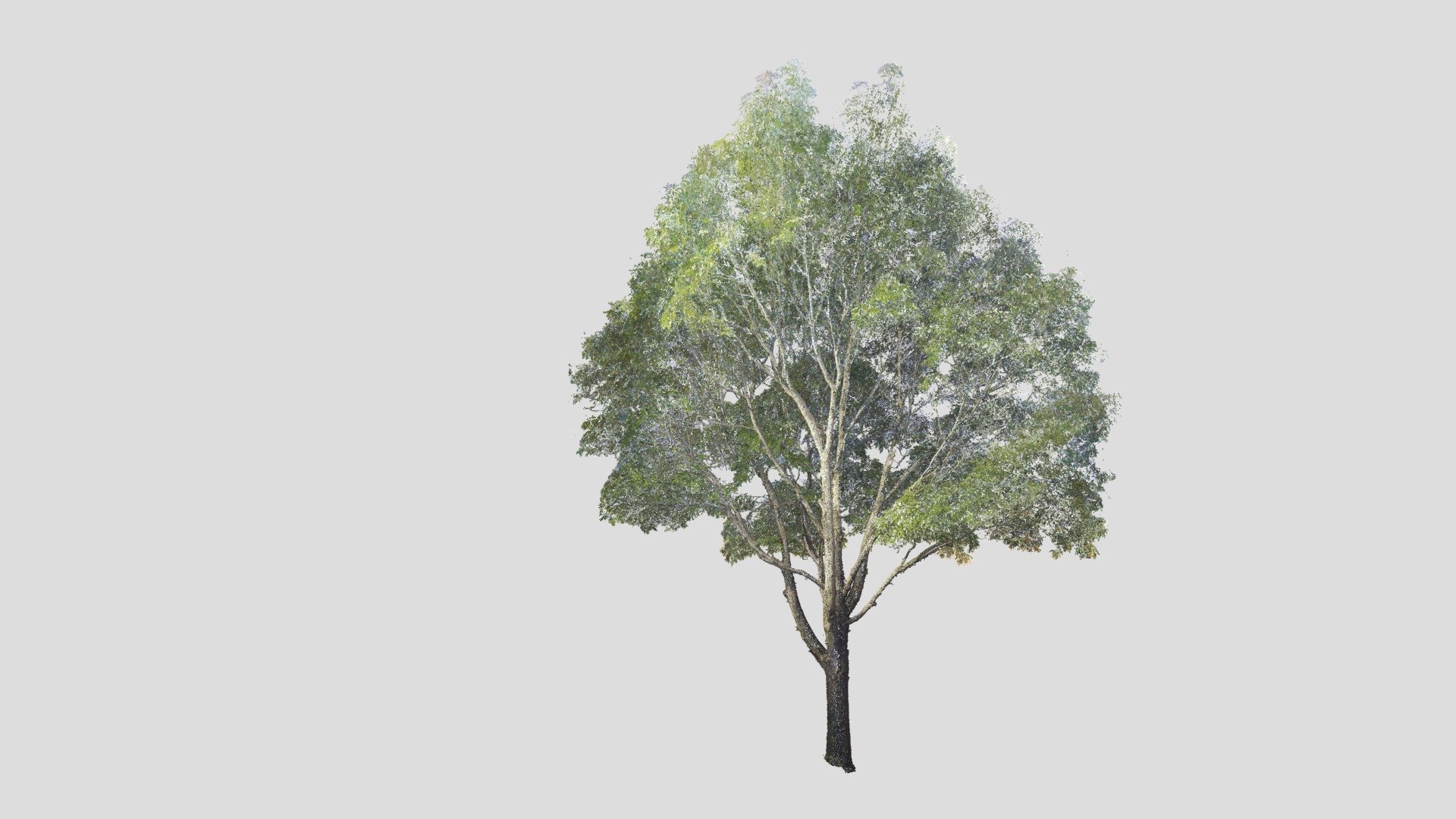 Tree Point Cloud - Buy Royalty Free 3D model by magnum_opus (@tree ...