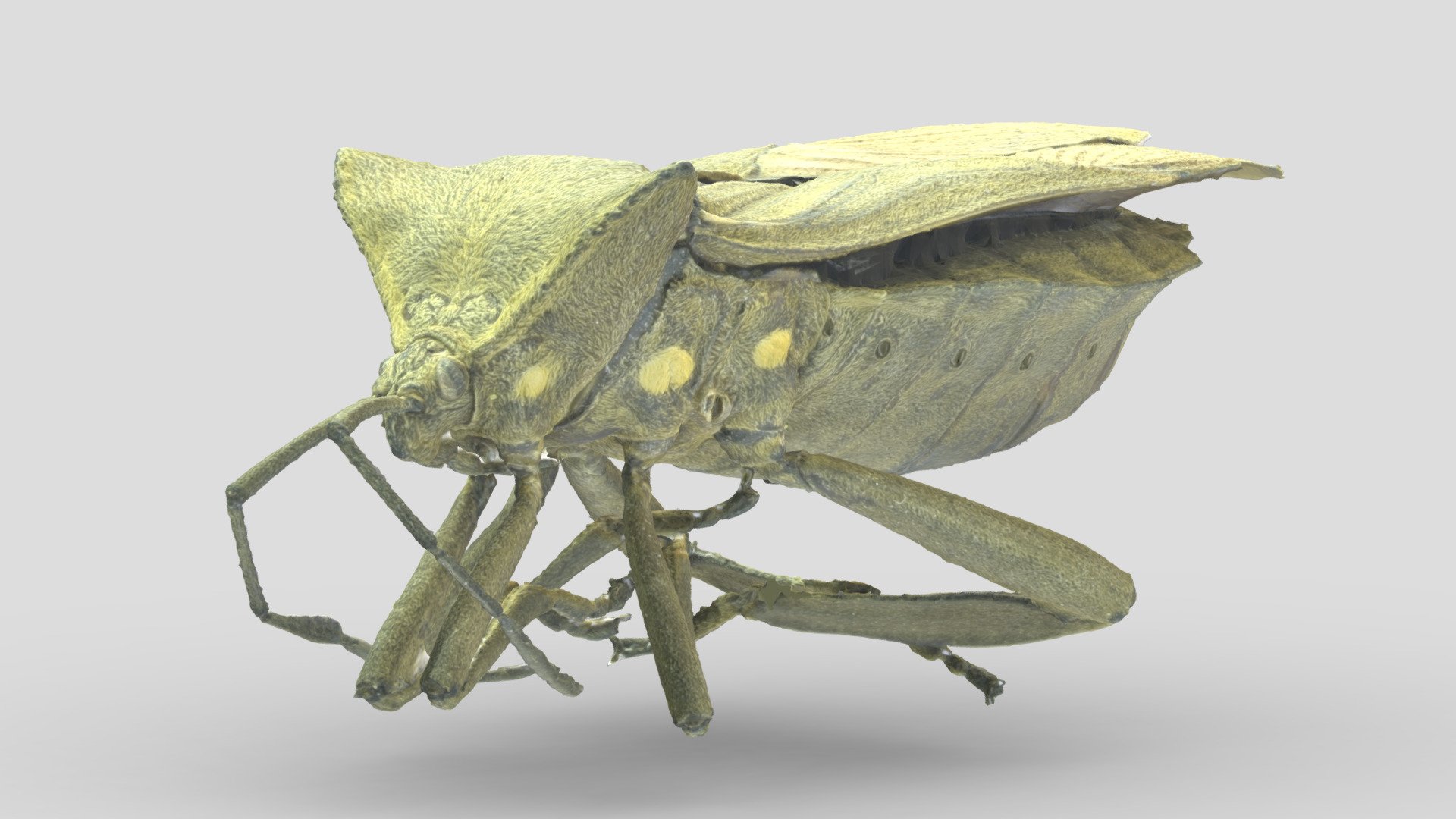 Assassin Bug - Quito, Ecuador - 3D model by PUCE Inv3rtebraDos (@PUCE ...