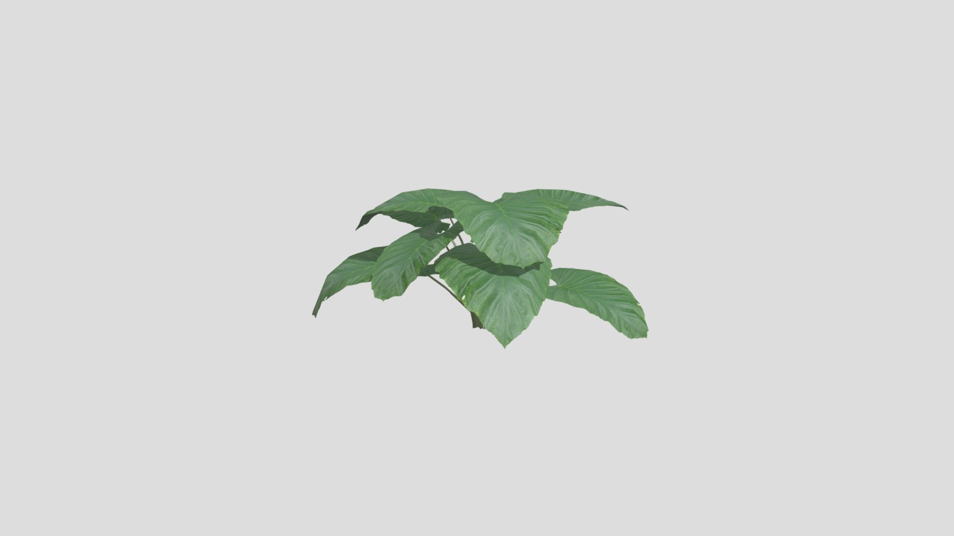 Taro Small - Download Free 3D model by The_Structure_World [1b78afc ...