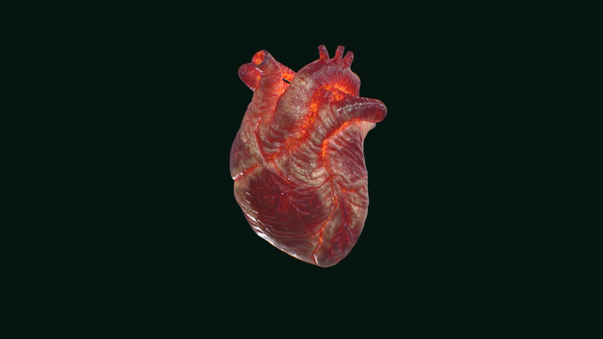 Stylized Human Heart - Download Free 3D model by luizmneto97 [1b7c484 ...