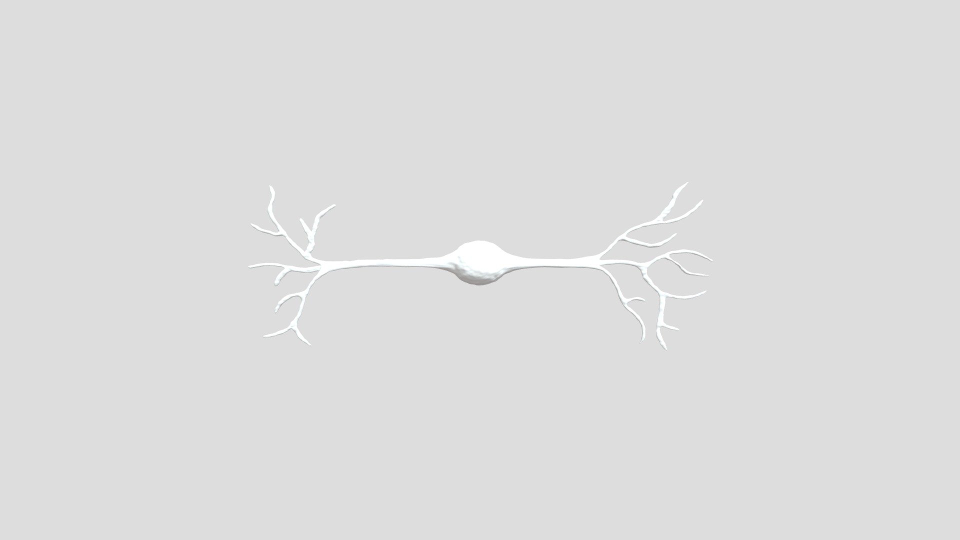 Bipolar Neuron - 3D model by ouaidat81 [1b7ff15] - Sketchfab
