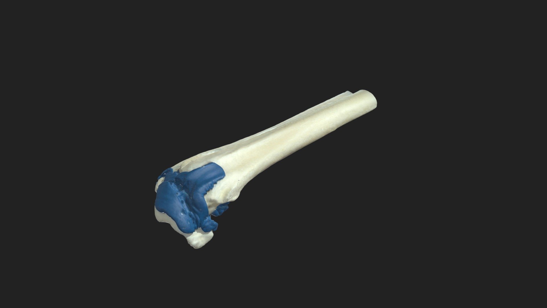 spout of distal radioulnar joint dog - 3D model by vetanatMunich ...