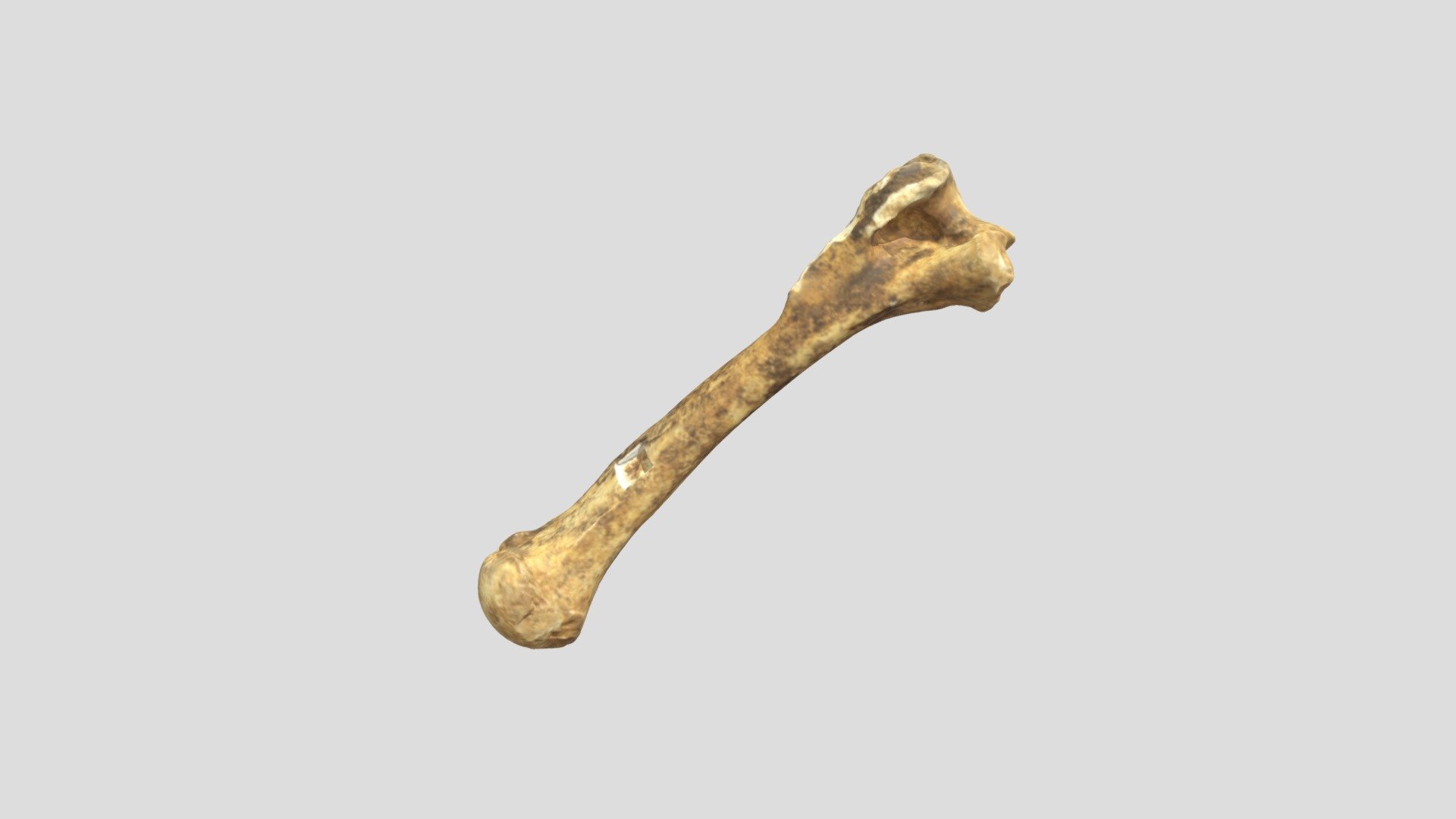 V2654 Short-Faced Bear Humerus (VCU_3D_5112) - Download Free 3D model ...
