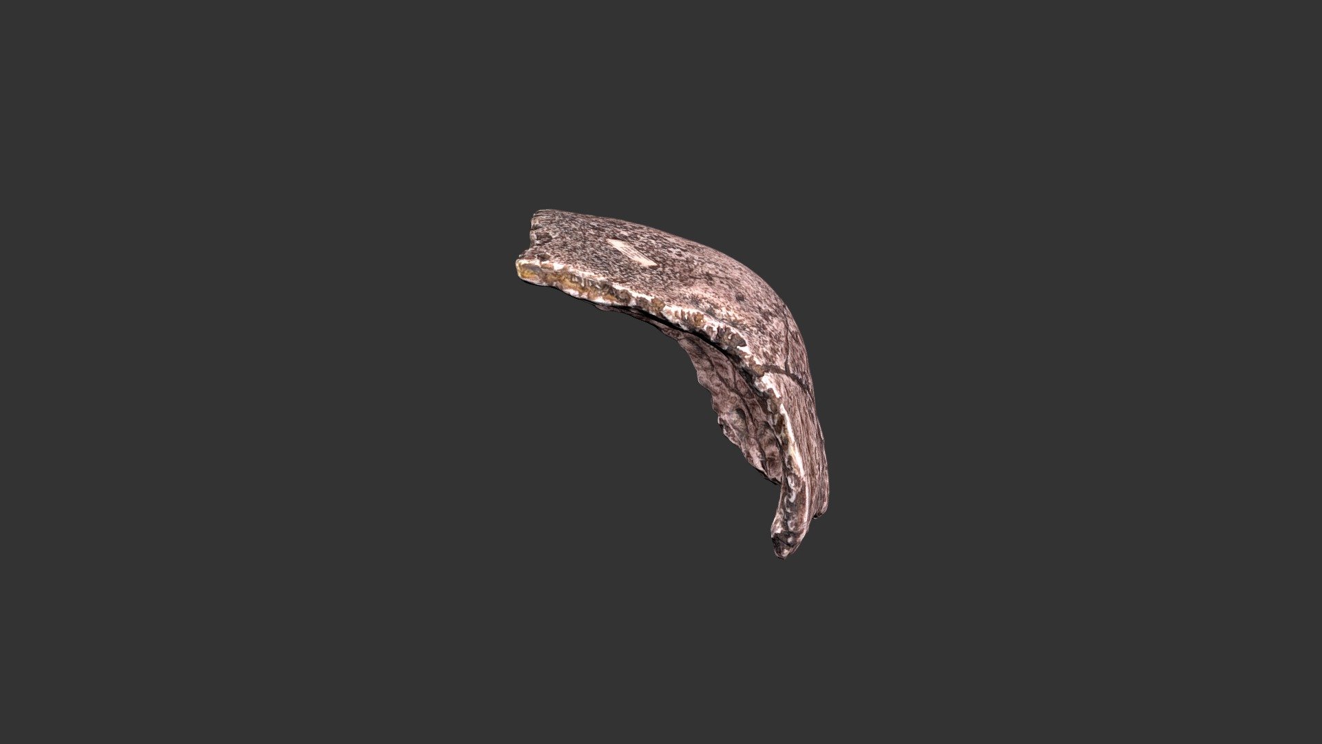 Homo sapiens (Swanscombe) (2501.1rp58-2) - Download Free 3D model by ...