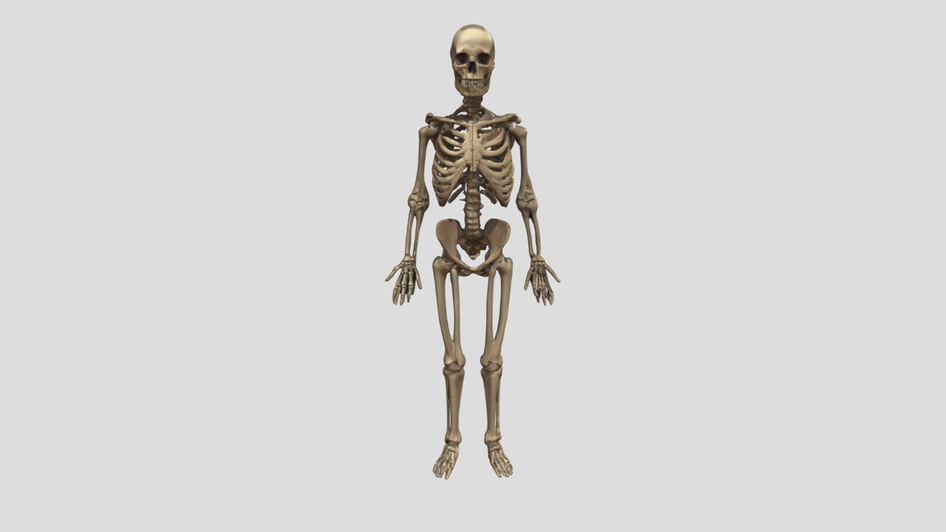 Human Skeleton Diagram - 3D model by tsaub653 [1b86478] - Sketchfab
