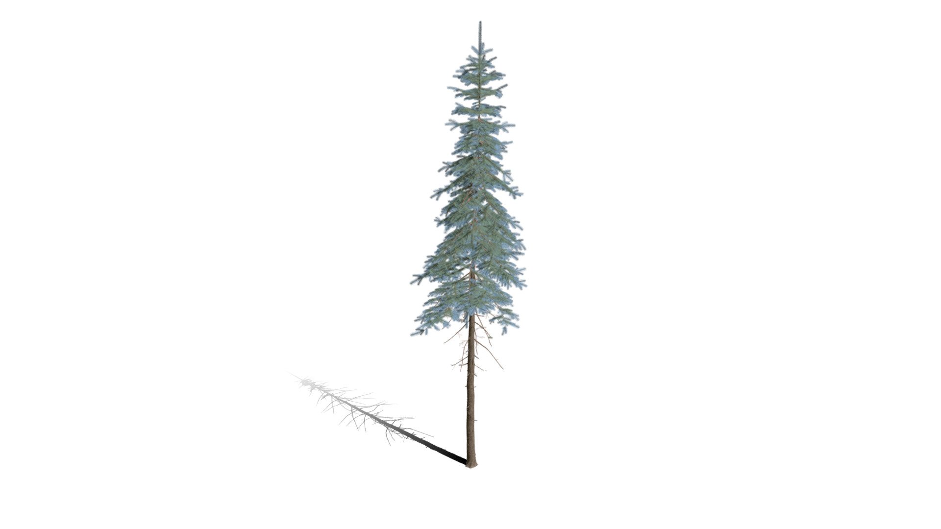 Realistic HD Colorado Blue spruce Koster (23/43) - Download Free 3D ...