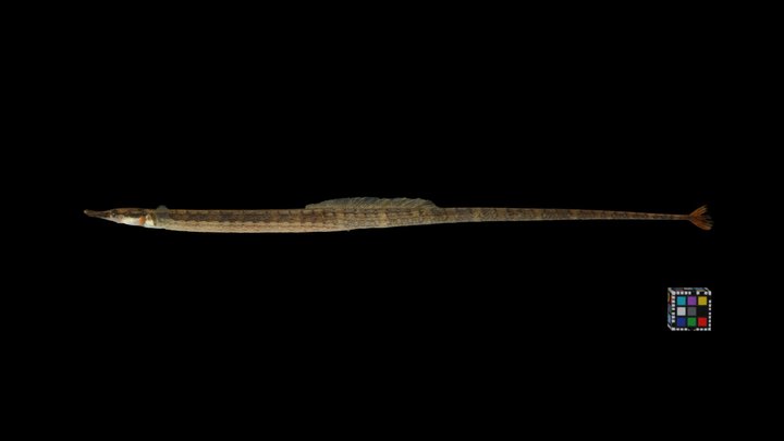 Microphis 3D models - Sketchfab