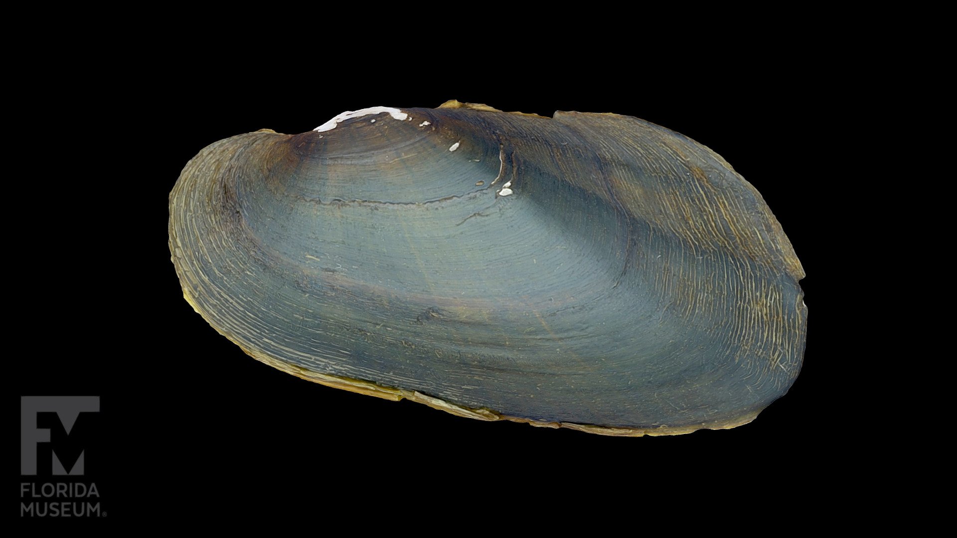 Winged spike - Freshwater Mussel - 3D model by FloridaMuseum [1b98130 ...
