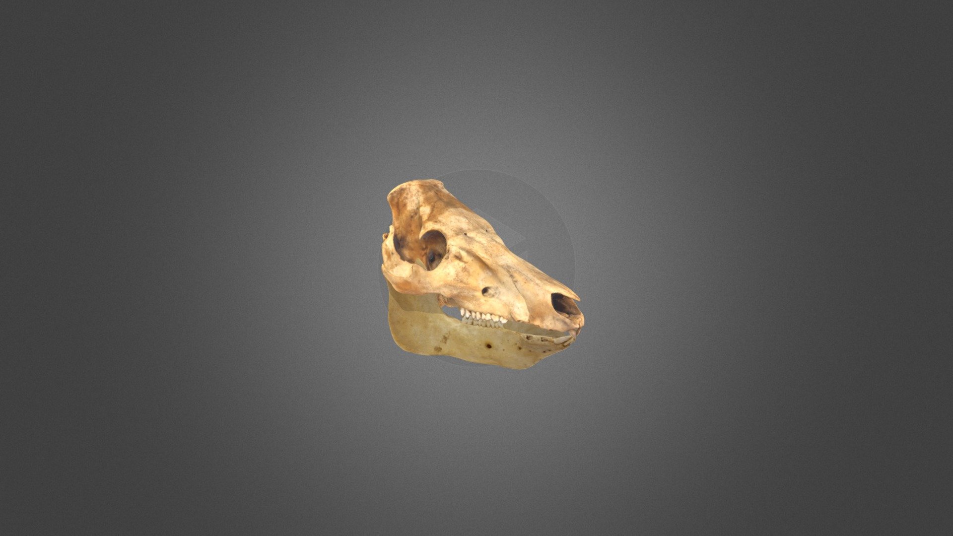 Complete skull Sus scrofa - 3D model by Yago_97 (@antonio_s97) [1b9d10b ...