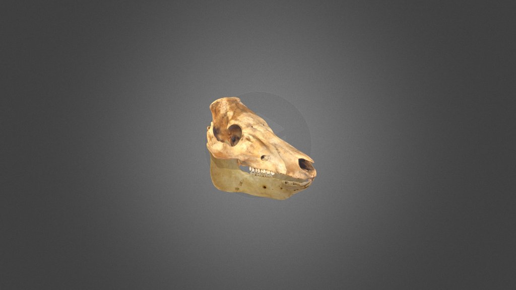 Kranium - A 3D model collection by GoiiSketchingBones - Sketchfab