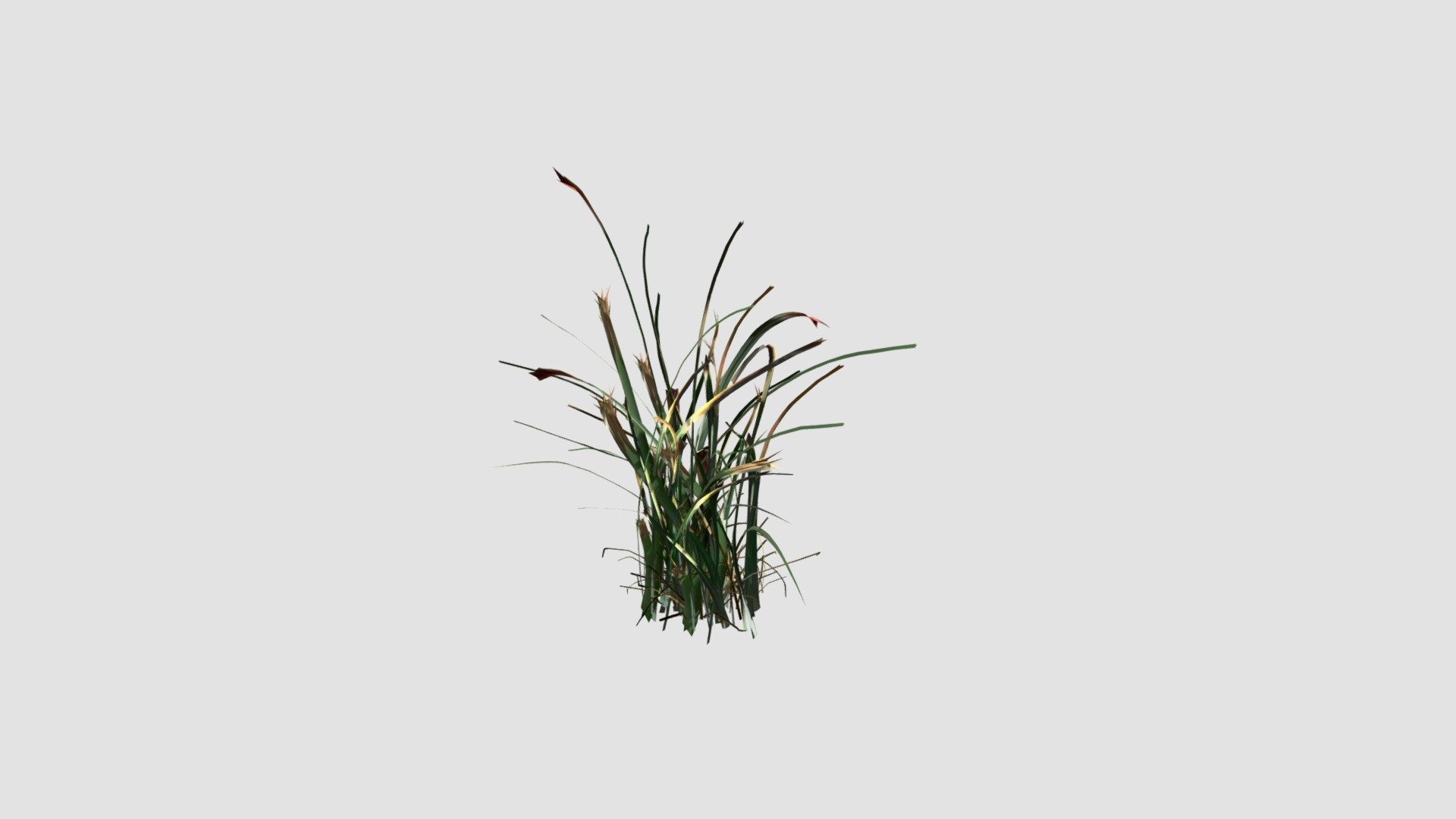 simple grass - Buy Royalty Free 3D model by Evermotion [1ba2f12 ...