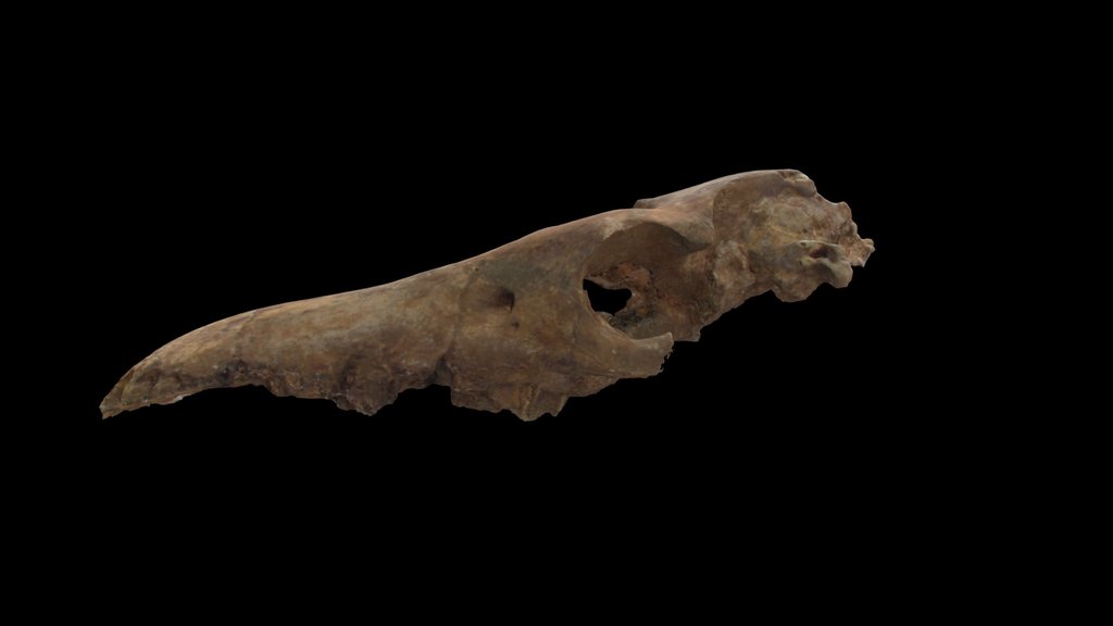 Paleoart - A 3D model collection by jackthevulture - Sketchfab
