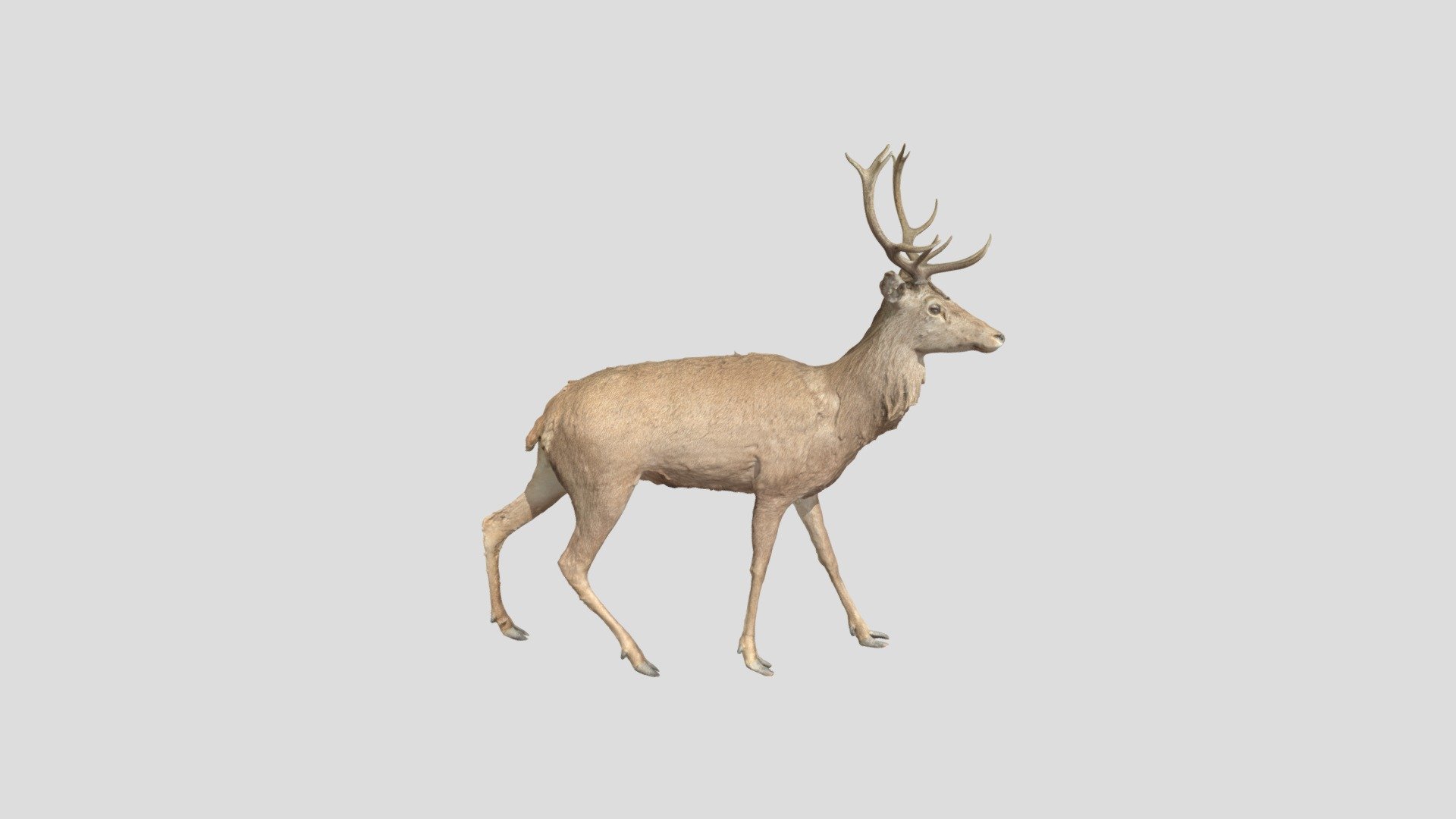 JELEN - 3D model by SLAM Geodezija (@SLAMGeodezija) [1ba9539] - Sketchfab